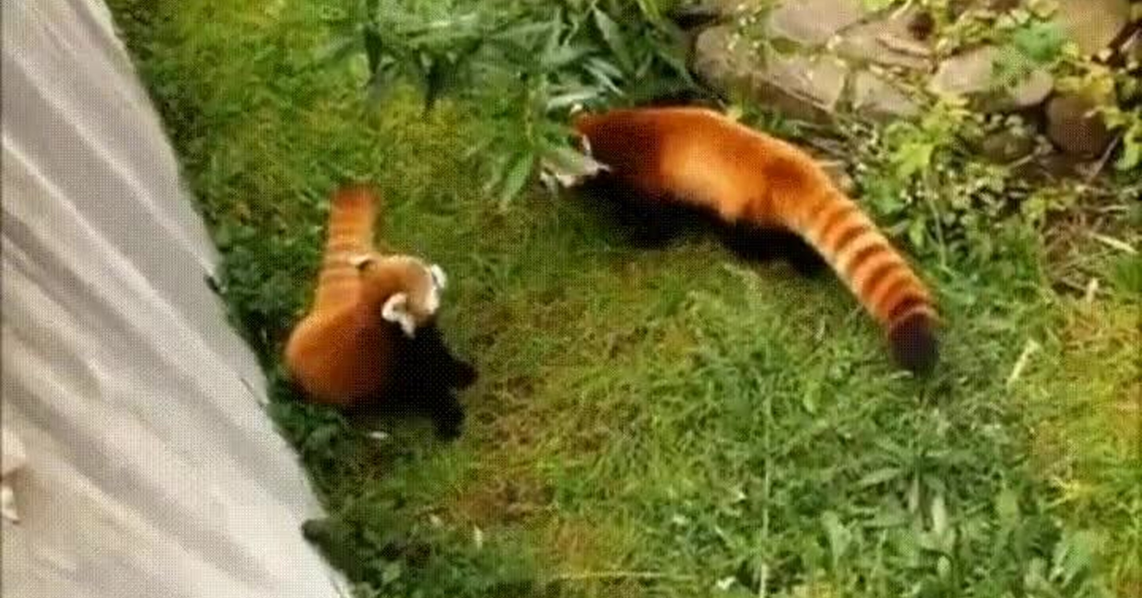 ¡Vaya GIF! / Explosiones invisibles, el gran peligro para los pandas rojos