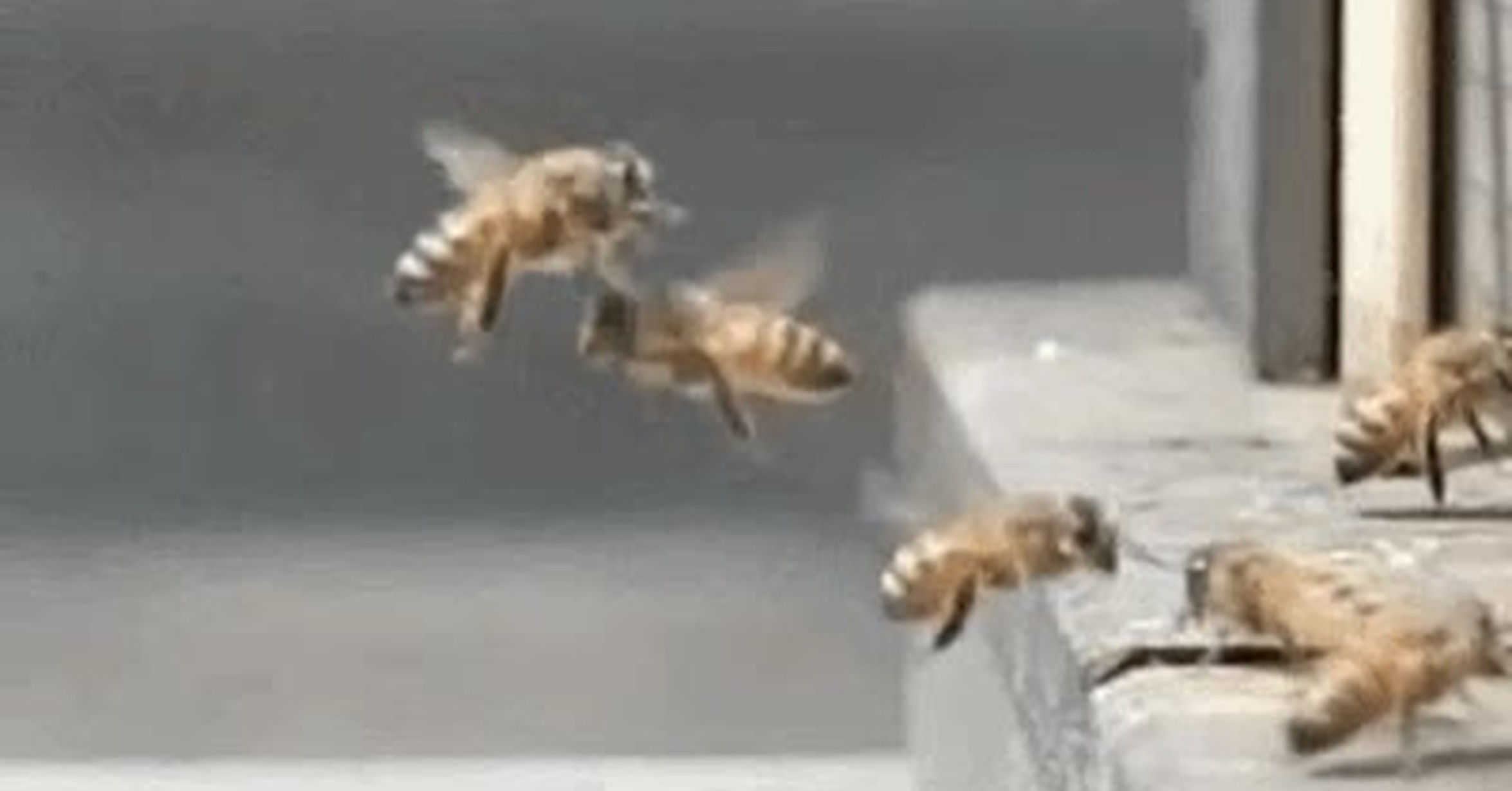 ¡Vaya GIF! / Abejas colisionando a cámara lenta