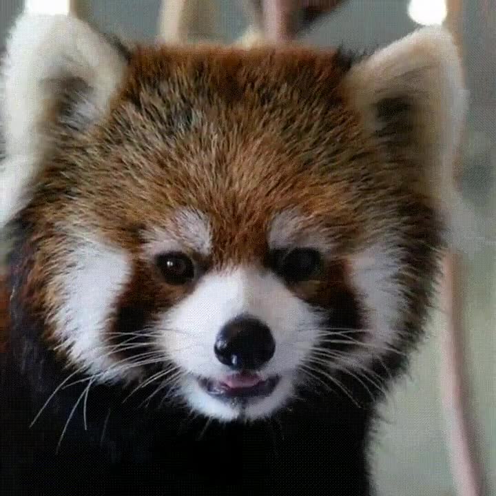 Gif De Pandas Rojos