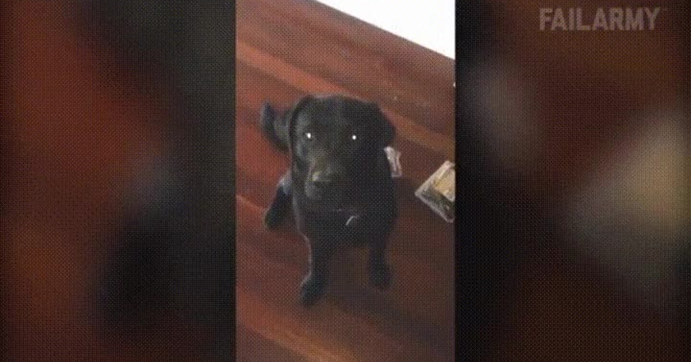 ¡Vaya GIF! / Me da que nunca podré saber cuál de los dos es el culpable