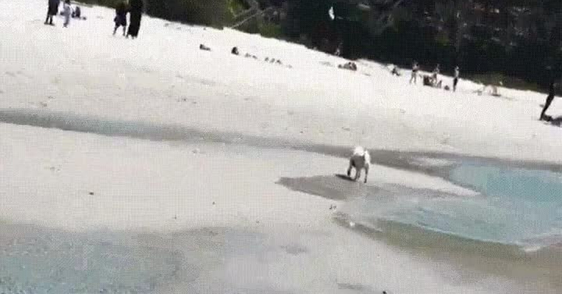 ¡Vaya GIF! / Es admirable como los perros se toman bien cualquier ...