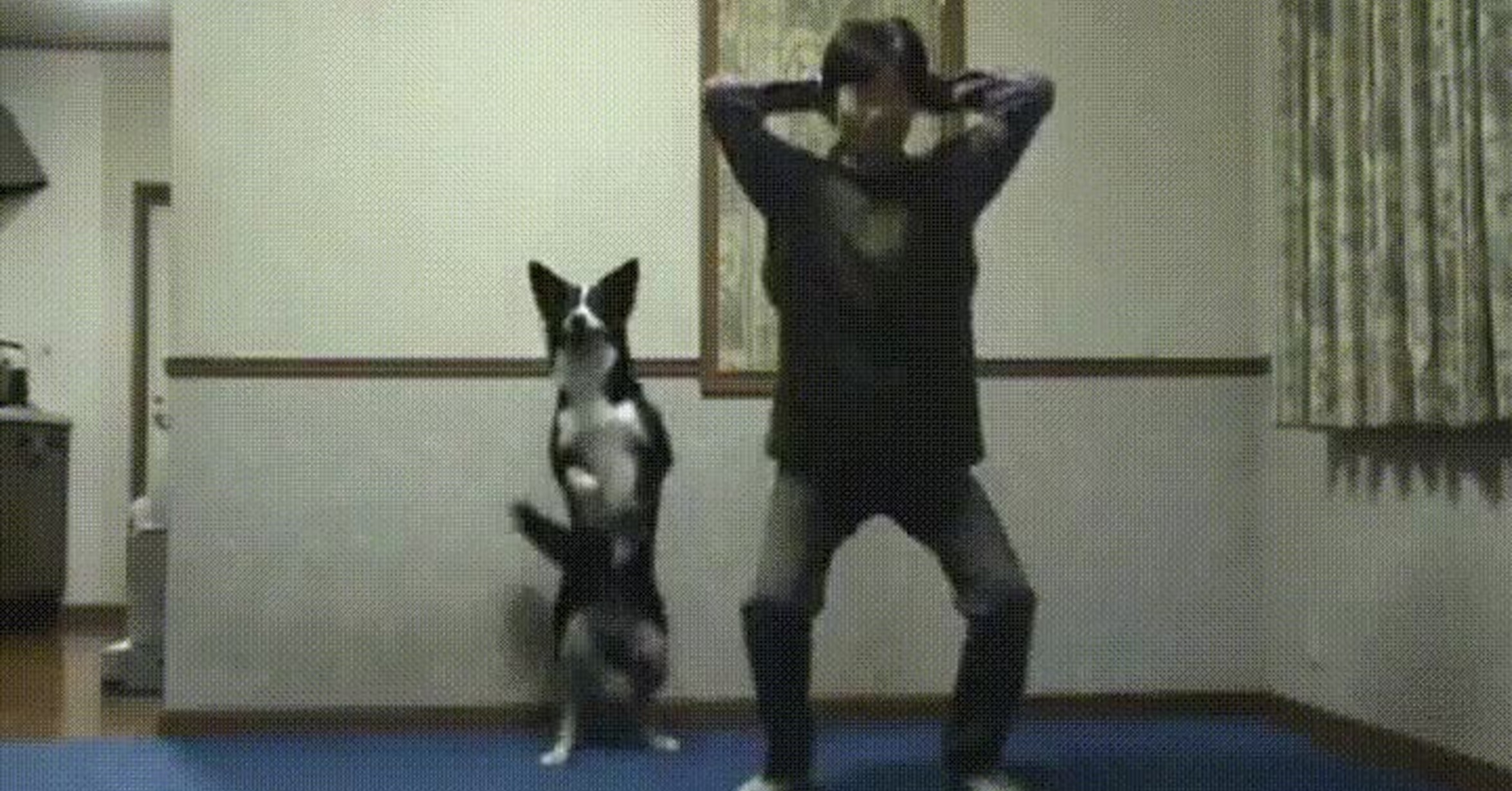¡Vaya GIF! / Perros comprometidos que hacen gimnasia con sus dueños
