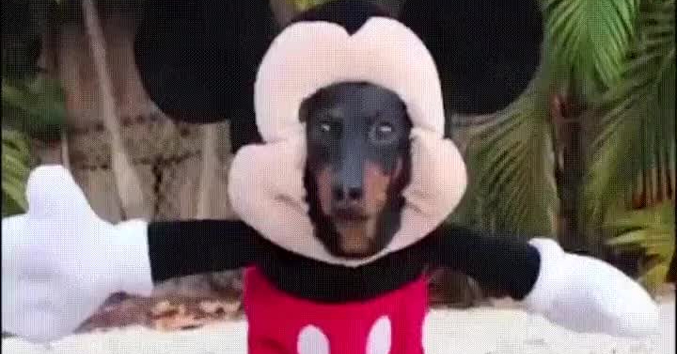 ¡Vaya GIF! / Tu perro será extremadamente feliz si le regalas este disfraz