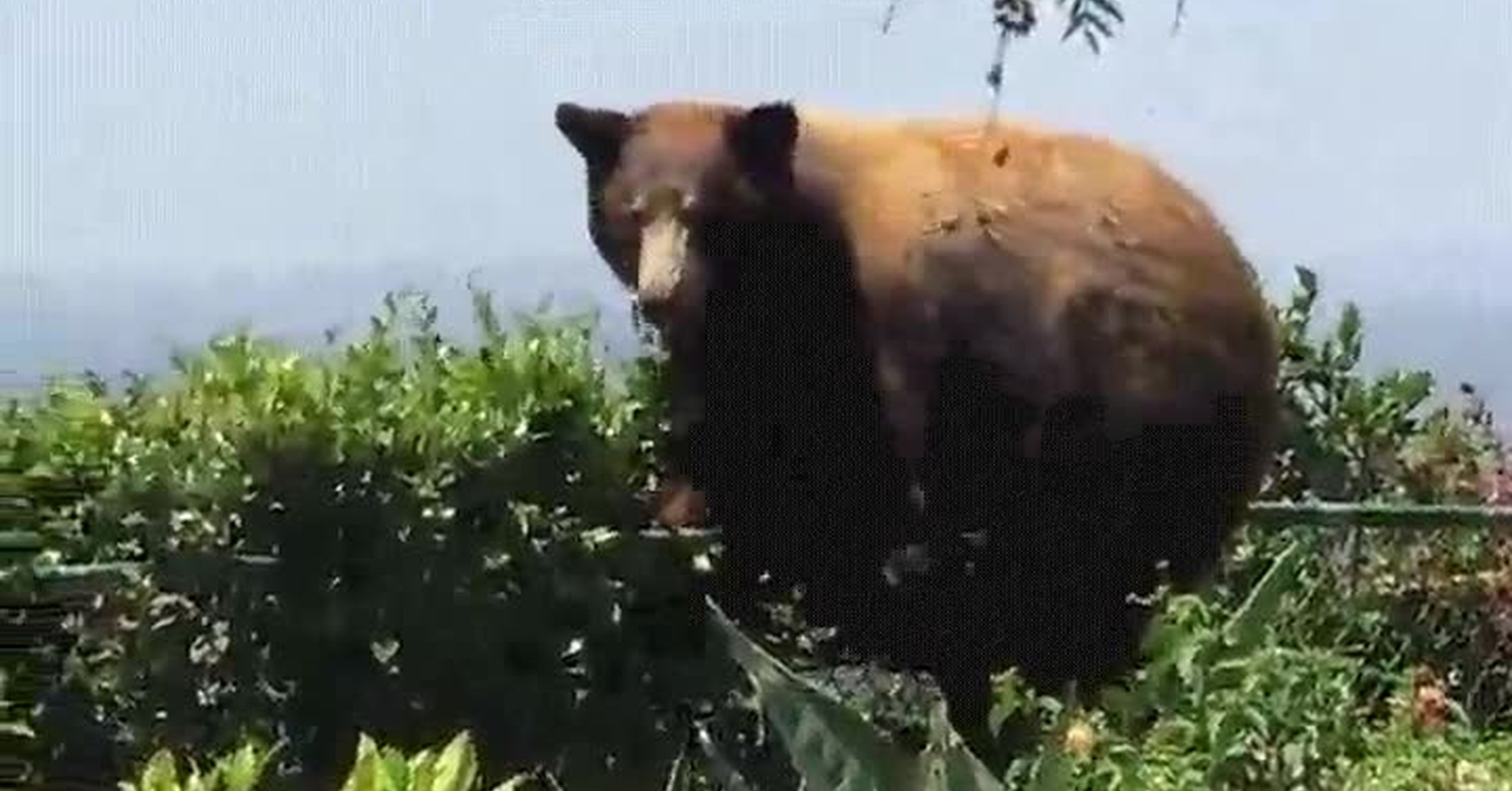 ¡Vaya GIF! / Cuando tienes dos perros capaz de asustar a un oso puedes ...