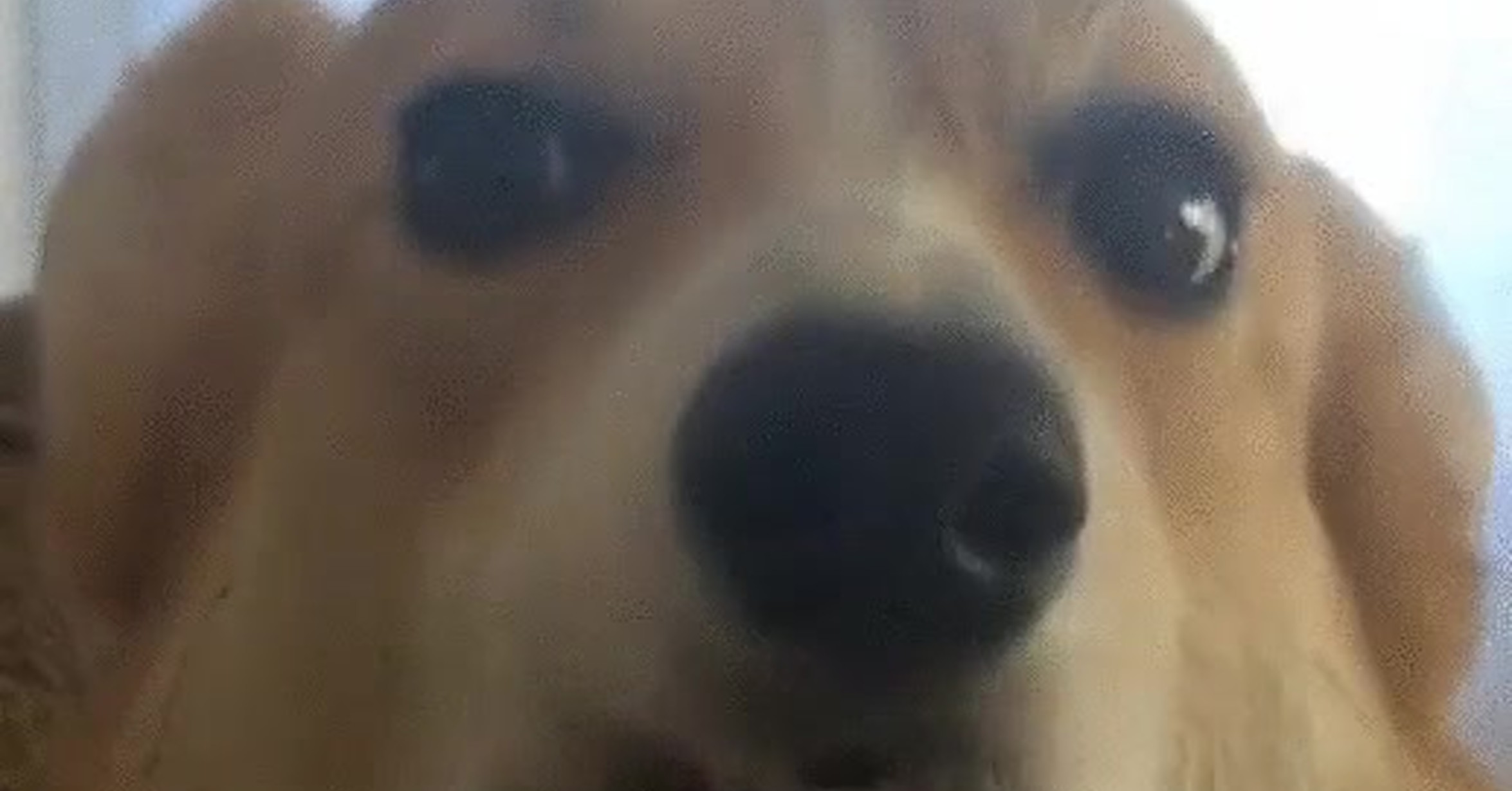 ¡Vaya GIF! / ¿Quién te ha dicho que puedes dejar de rascarme?