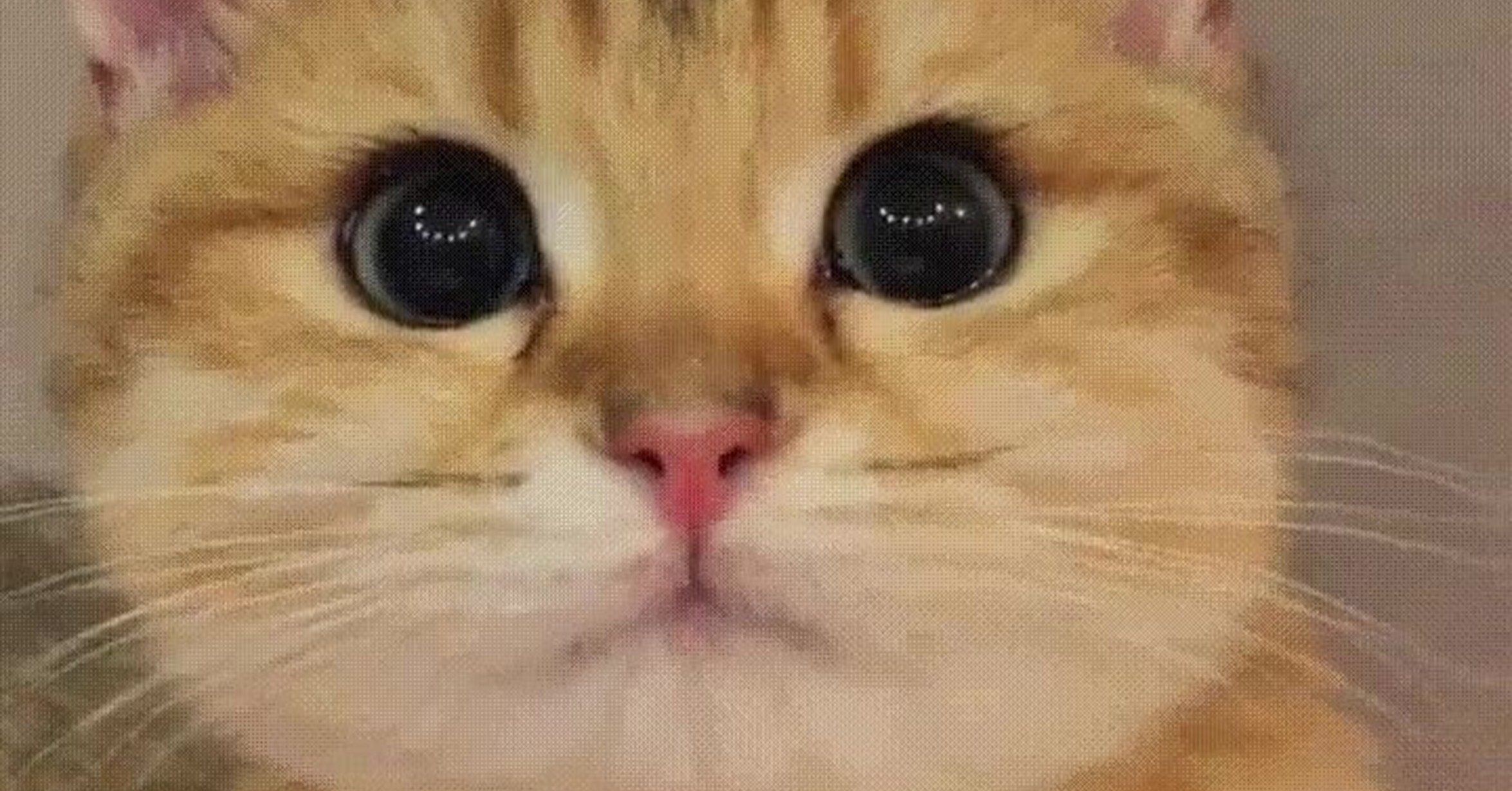 ¡Vaya GIF! / El gato más adorable que verás hoy