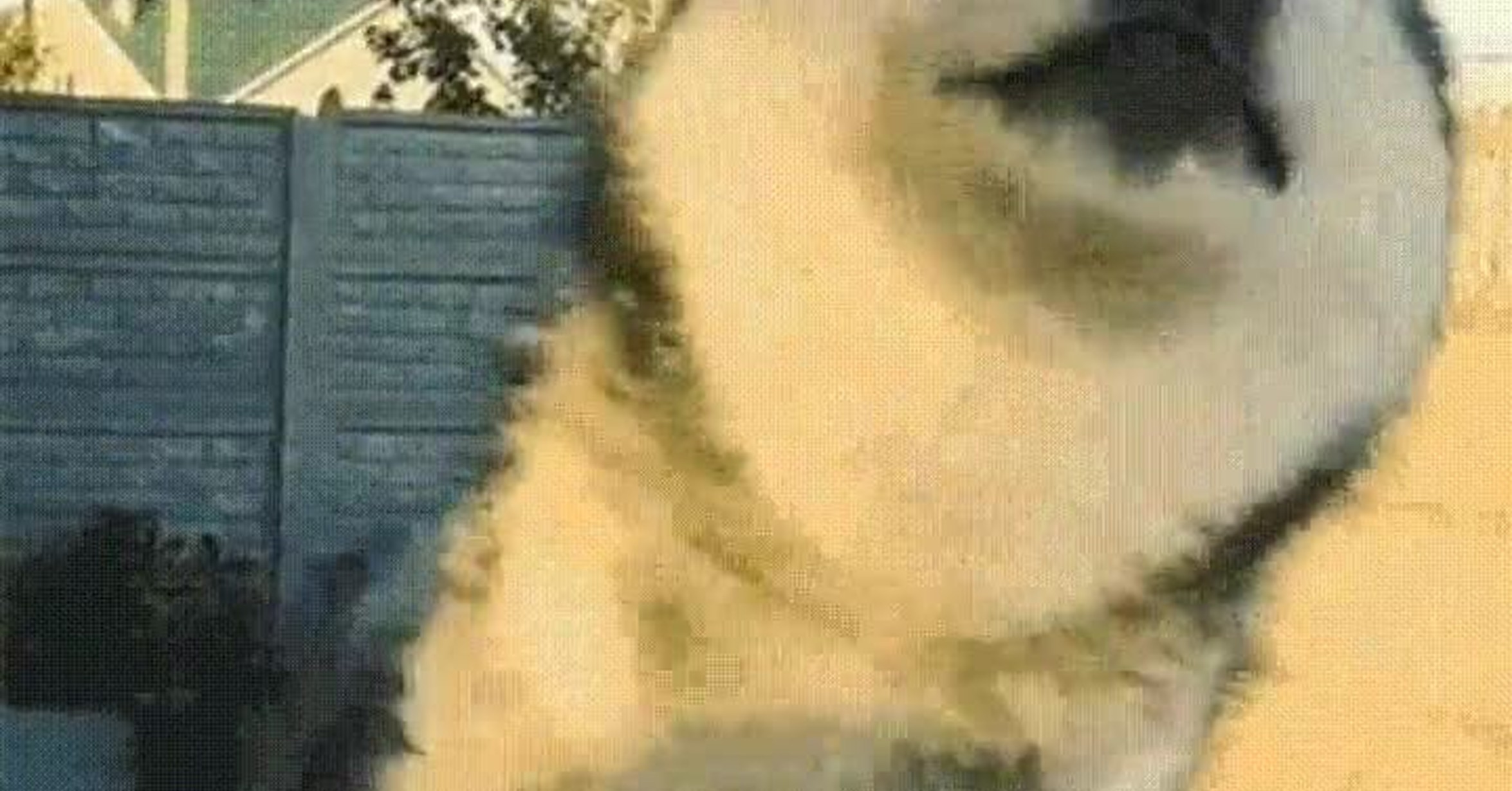 ¡Vaya GIF! / Tratando de llamar la atención de cualquier forma posible