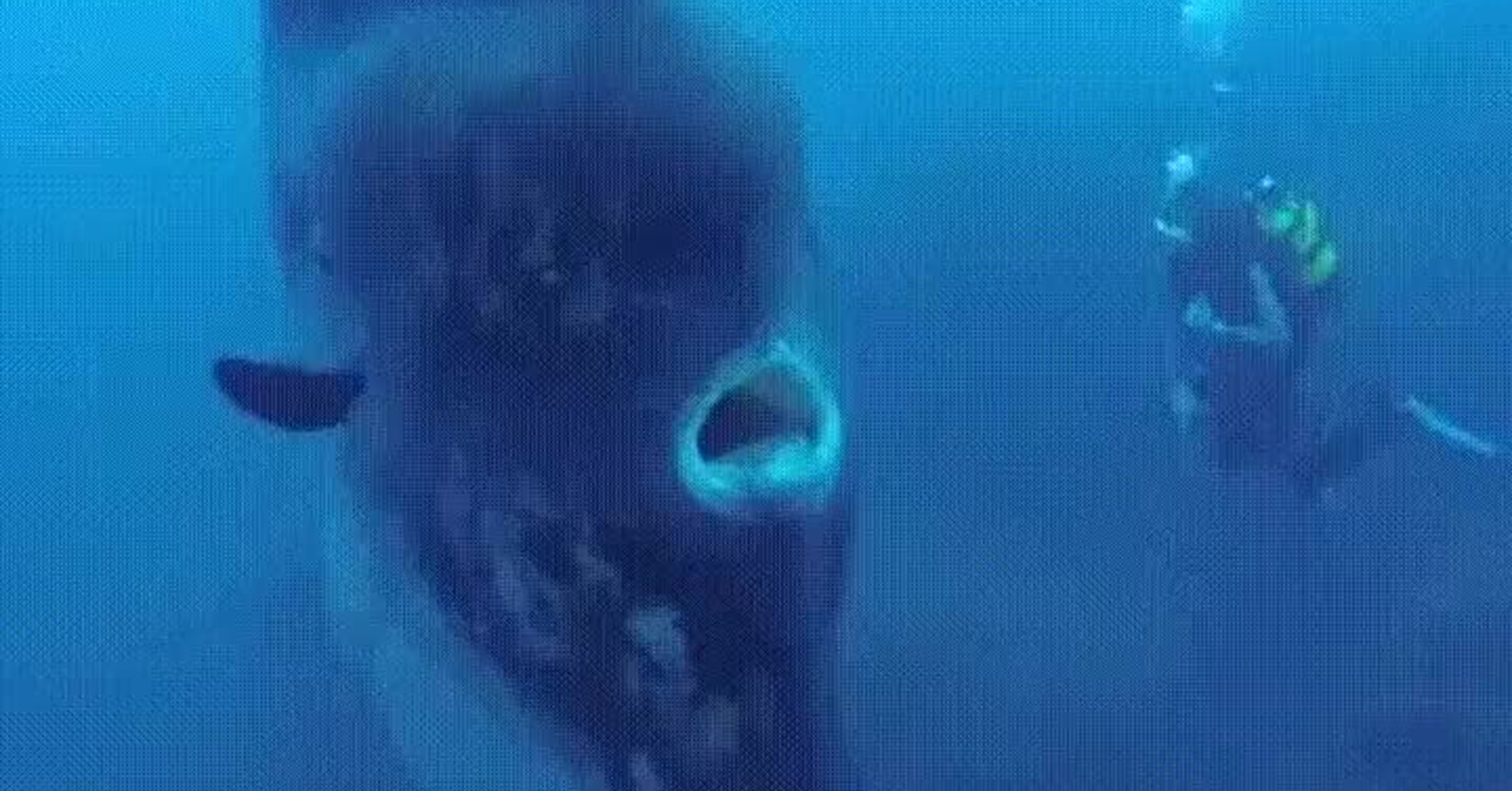 ¡Vaya GIF! / Nadando con un Mola Mola, el pez más grande del mundo