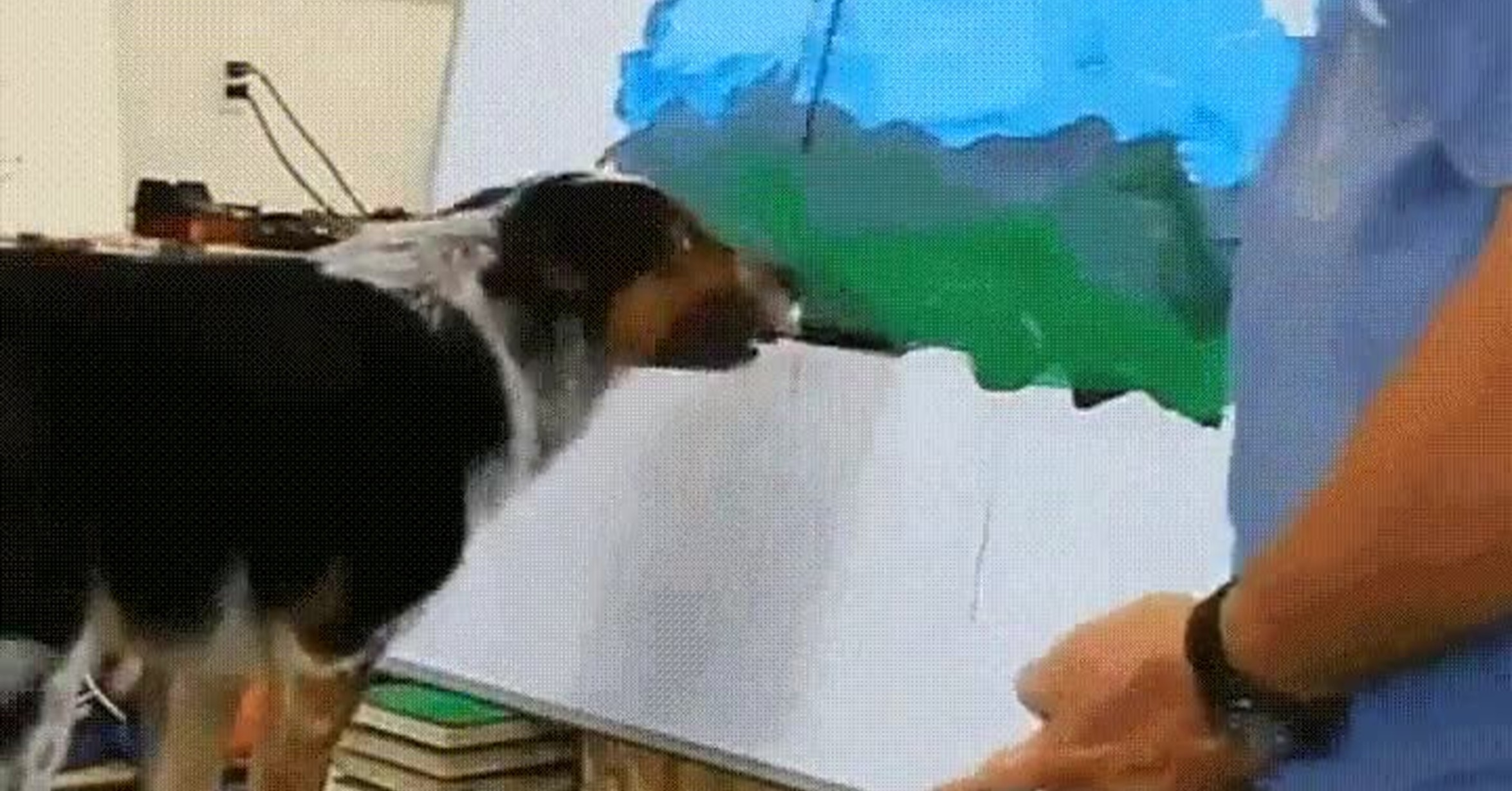 ¡Vaya GIF! / Perro pintando un increíble paisaje con un poco de ayuda ...