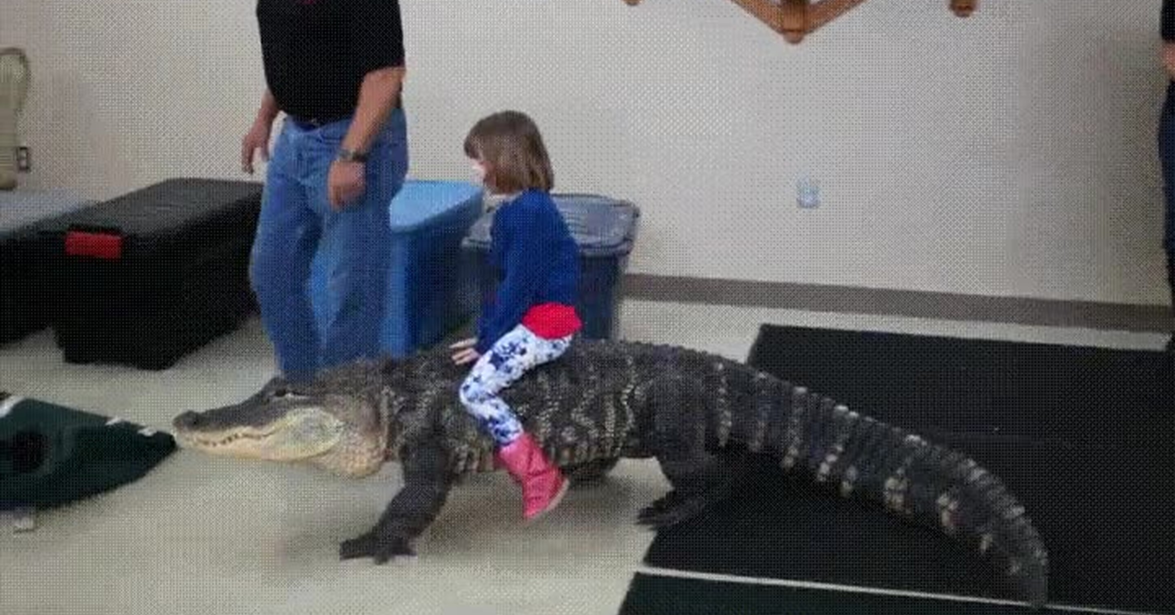 ¡Vaya GIF! / Cuando tu sueño de la infancia es montar sobre un caimán