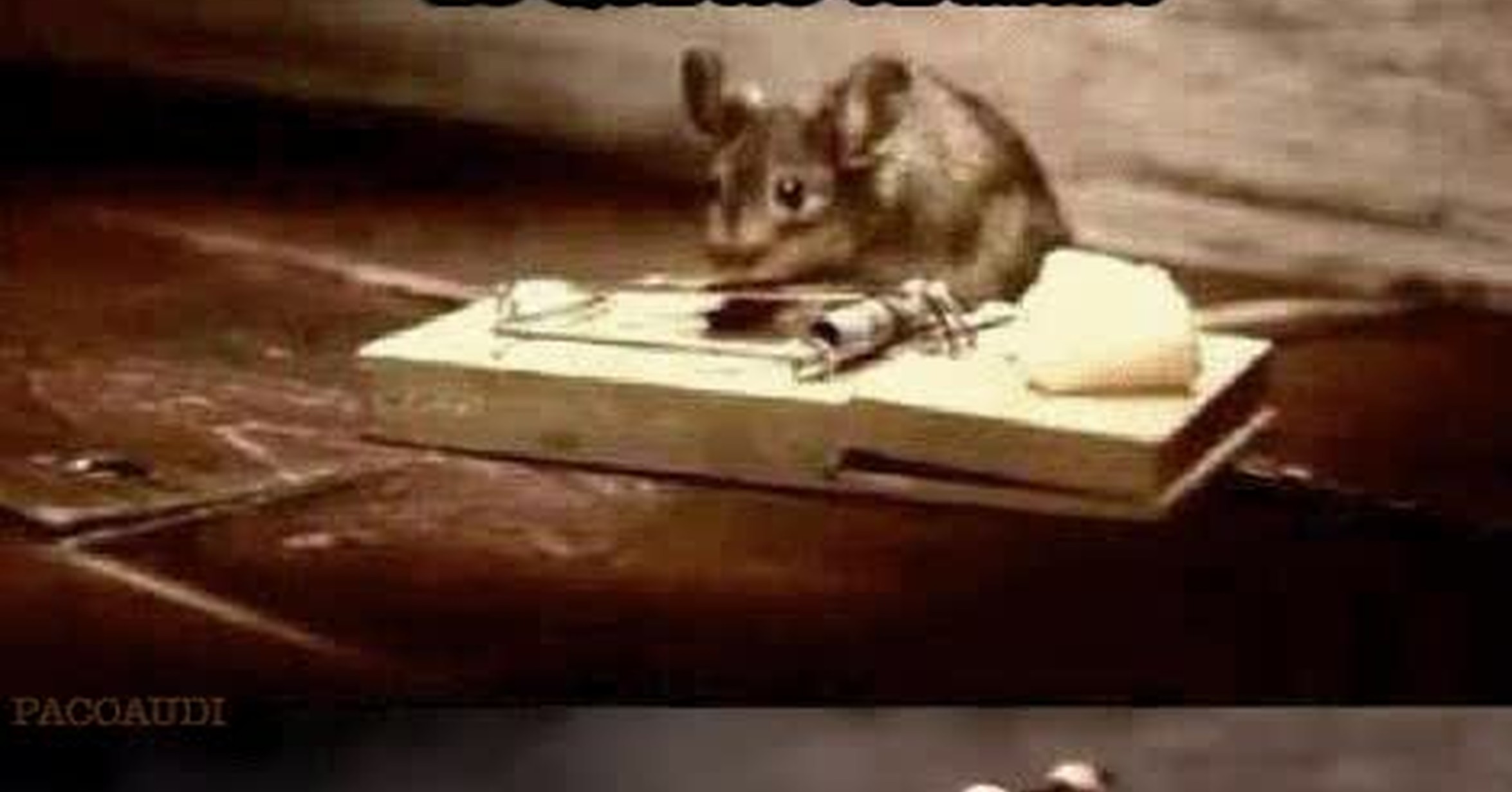 ¡Vaya GIF! / Lecciones de la vida por una ratón