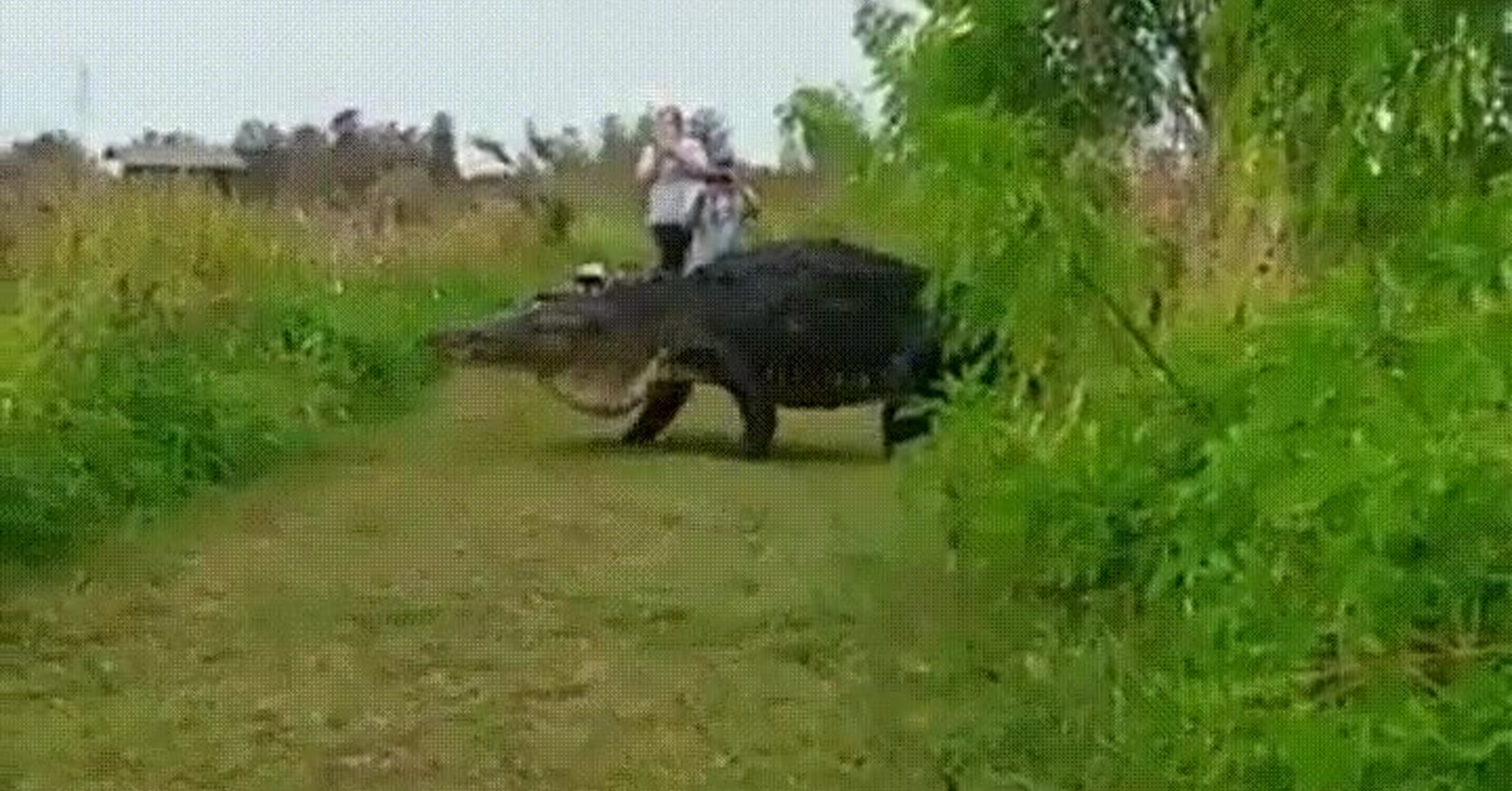 ¡Vaya GIF! / ¿Qué harías si te encontraras con esta monstruosidad cara ... ¡Vaya GIF! / ¿Qué harías si te encontraras con esta monstruosidad cara ...