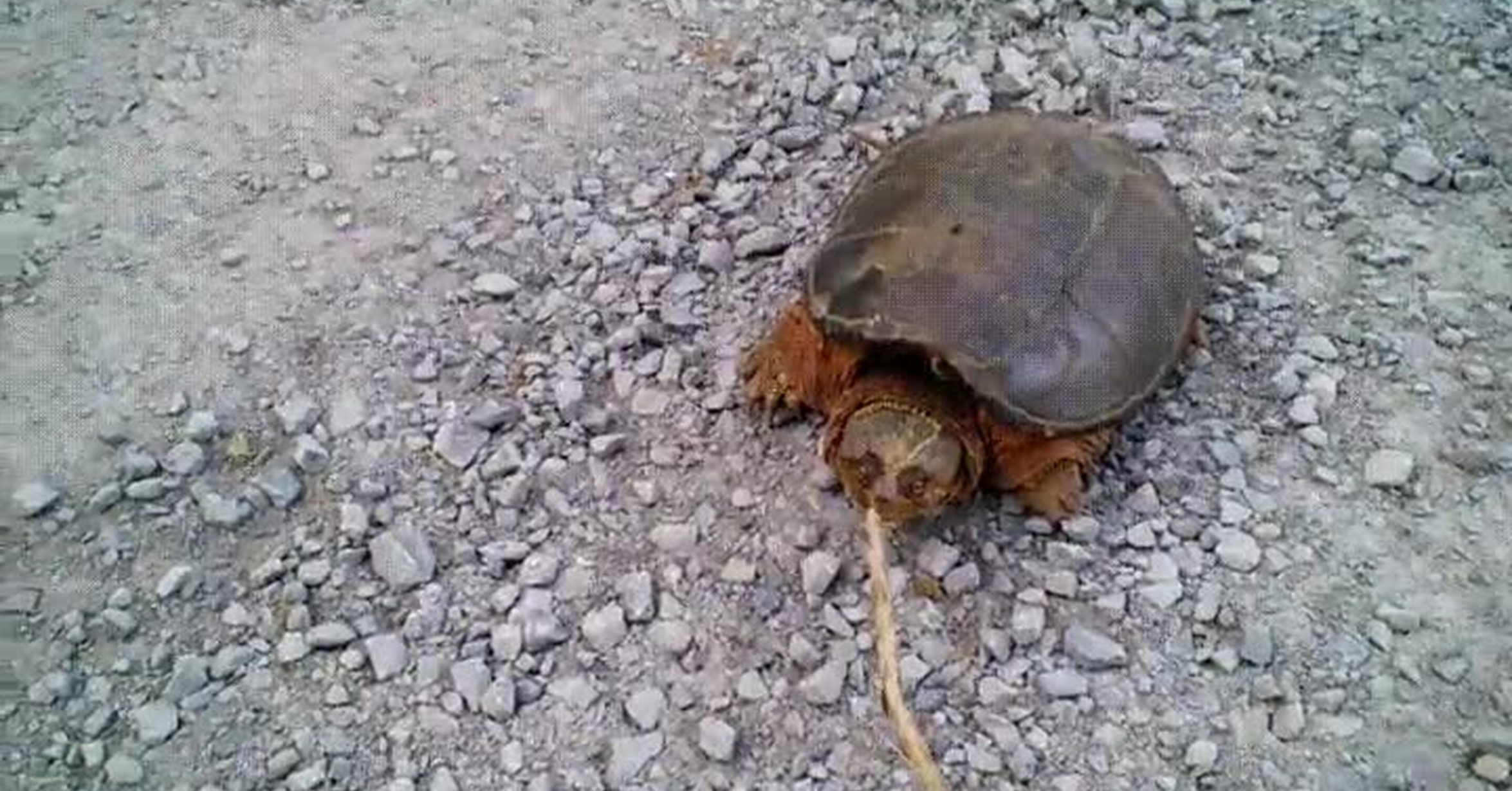 ¡Vaya GIF! / Por este motivo NUNCA debes molestar a una tortuga