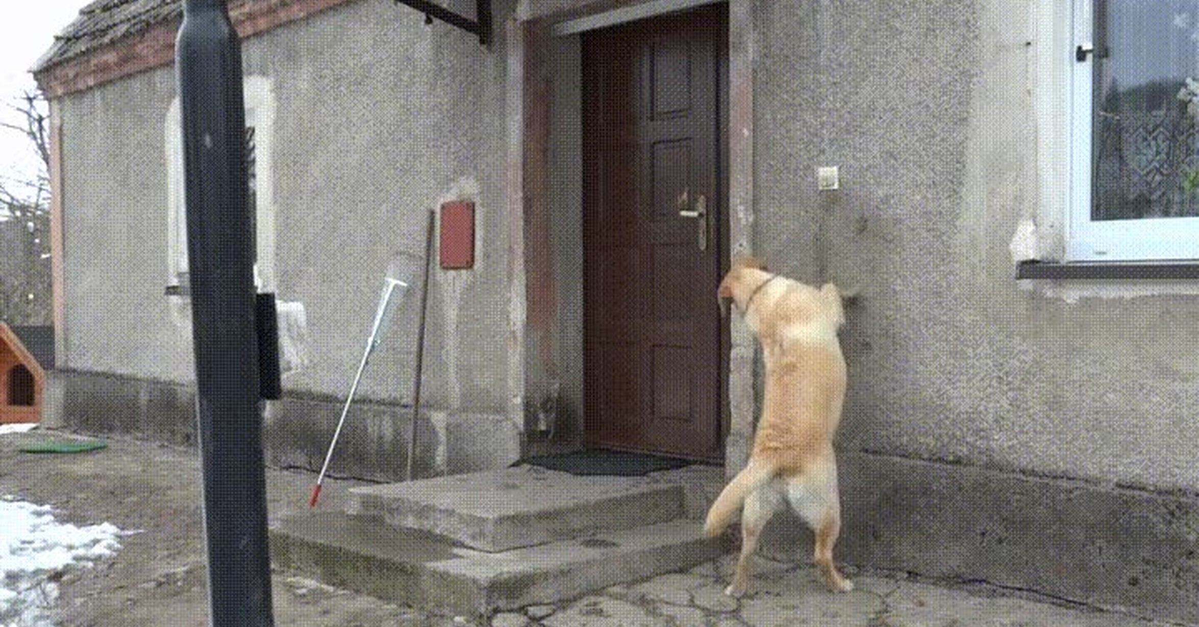 ¡Vaya GIF! / Perros educados que llaman al timbre de casa para que les ...