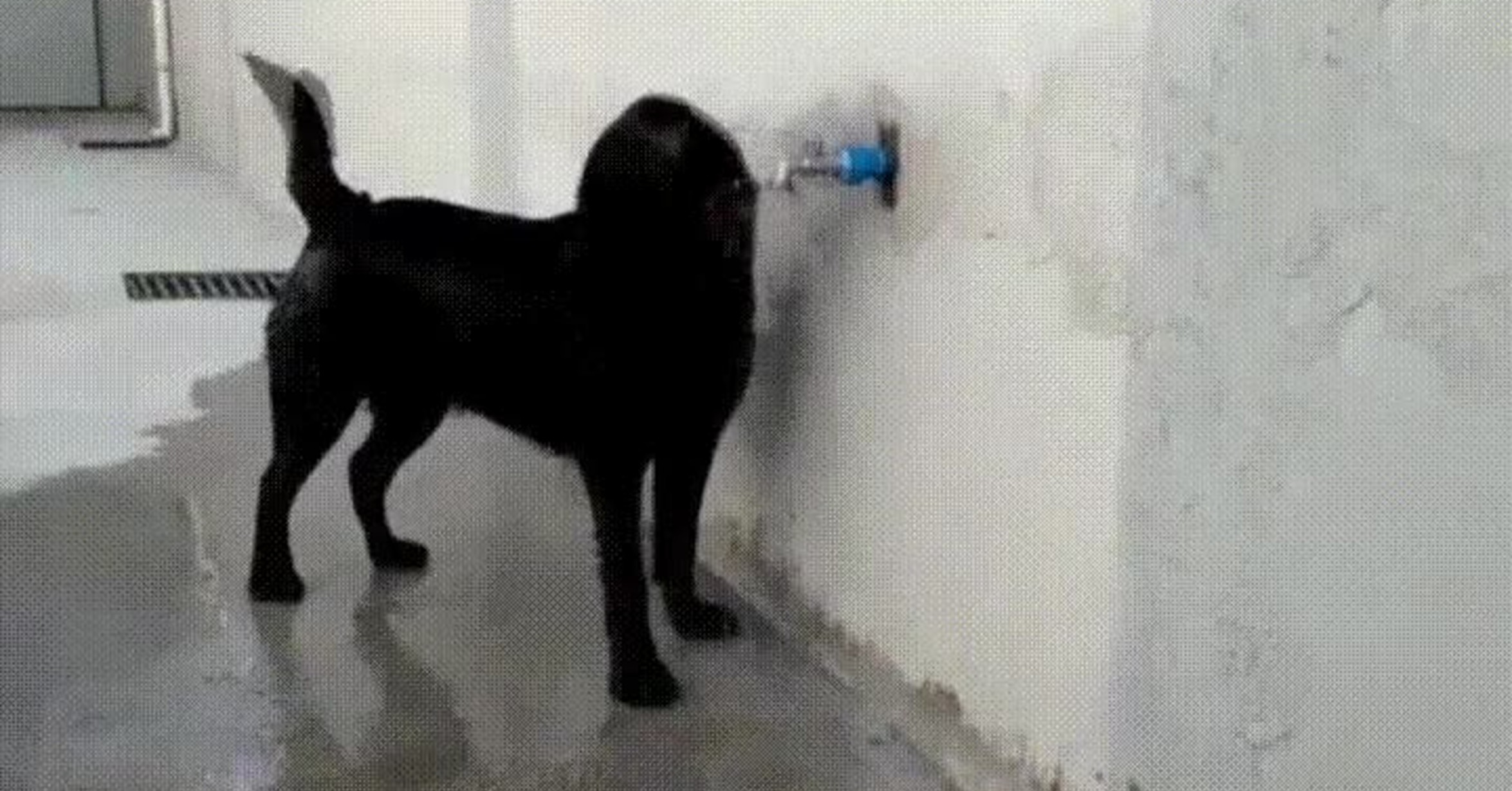 ¡Vaya GIF! / Perros inteligentes que han aprendido a buscarse la vida ...