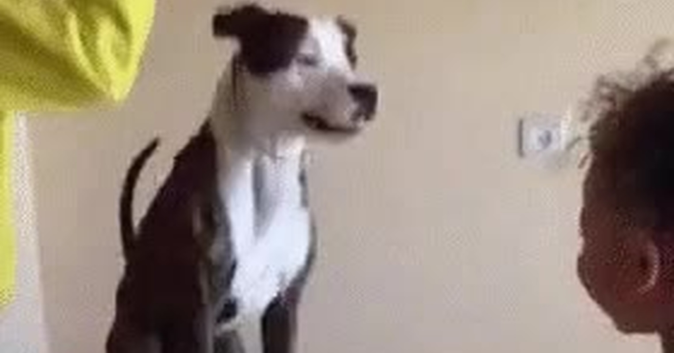 Gif De Perro Saltando Imágenes De Gif Perro Libres De Derechos