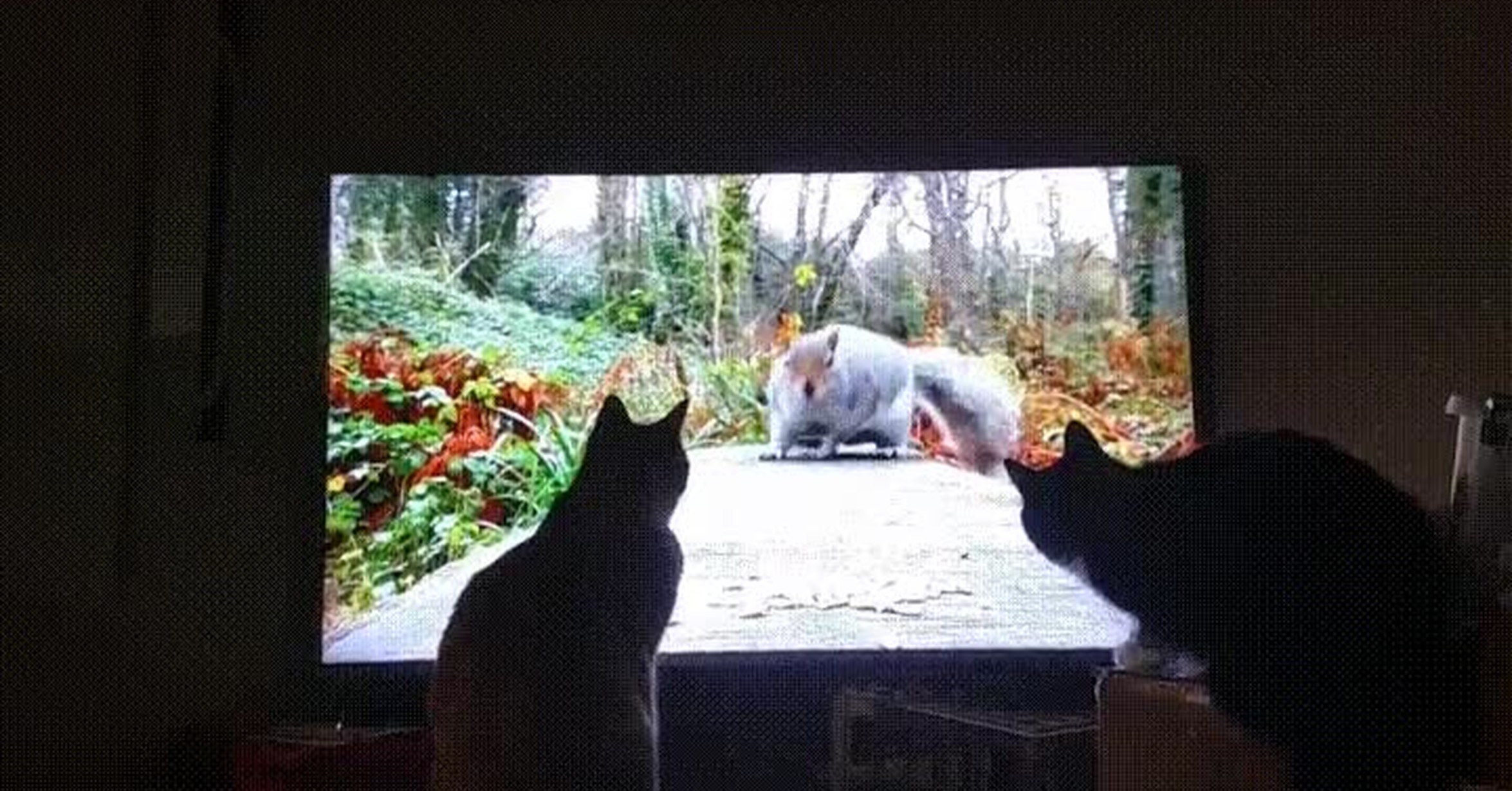 ¡Vaya GIF! / Gatos alucinando con este vídeo de naturaleza