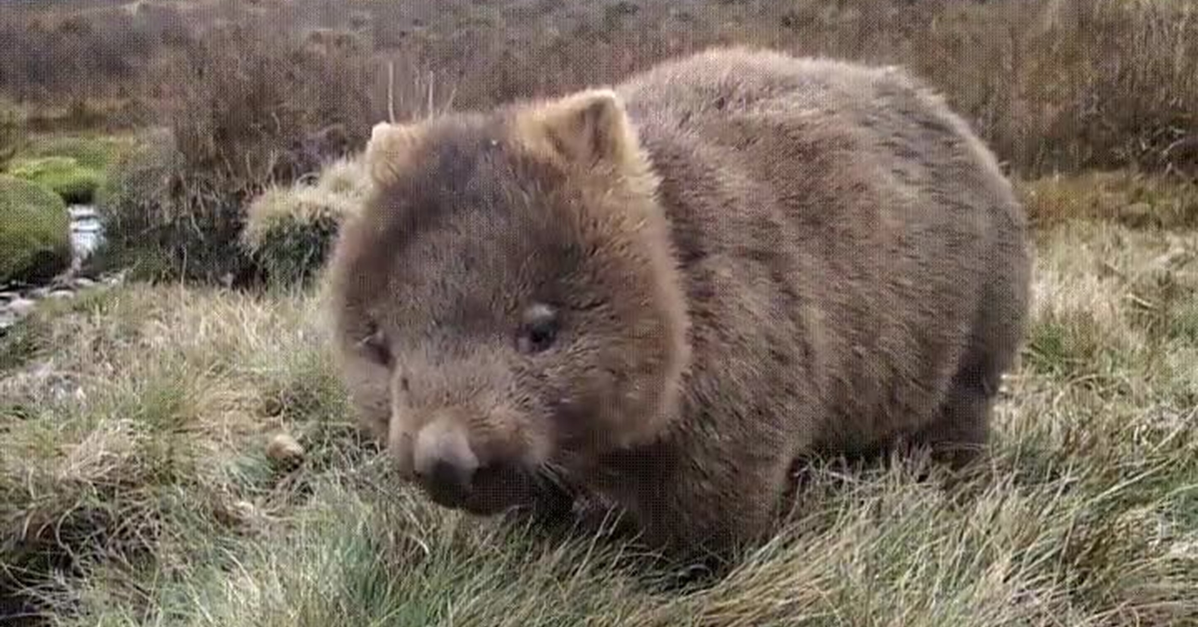 ¡Vaya GIF! / Wombat en su hábitat natural. Si es que son adorables