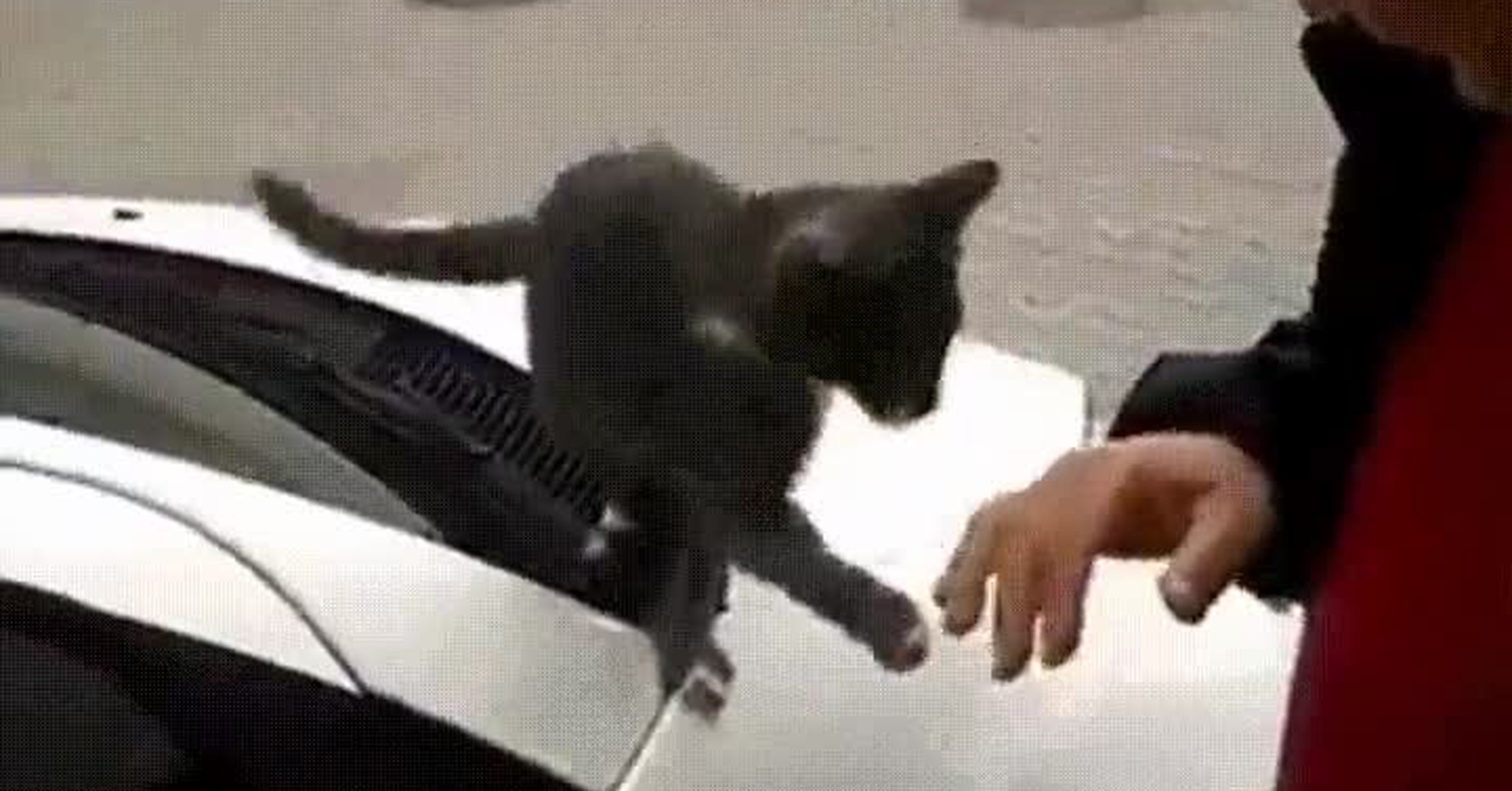 ¡Vaya GIF! / Gatos callejeros con ganas de muchos mimos