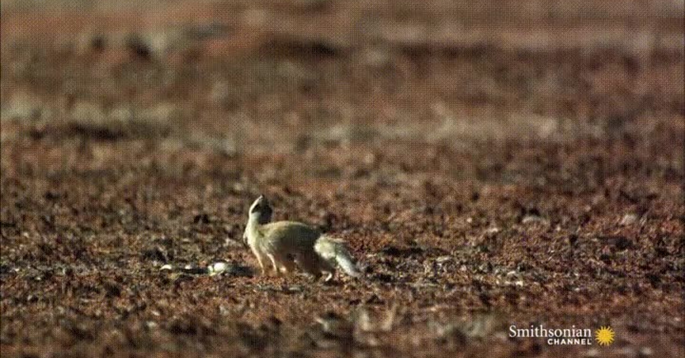 ¡Vaya GIF! / Cómo esquivar el ataque de una cobra en el último segundo