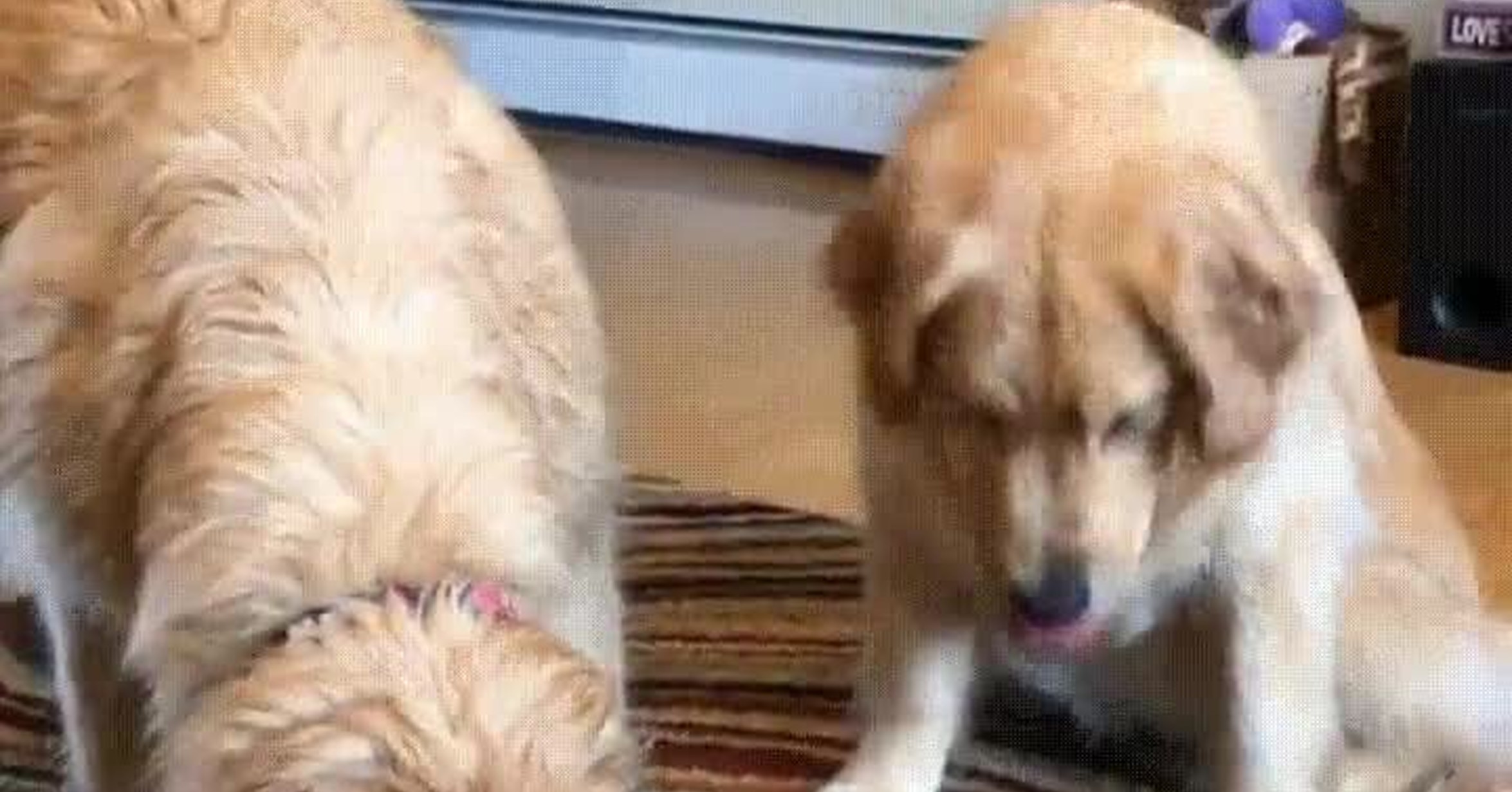 ¡Vaya GIF! / Eso te enseñará a no robar la comida de los demás