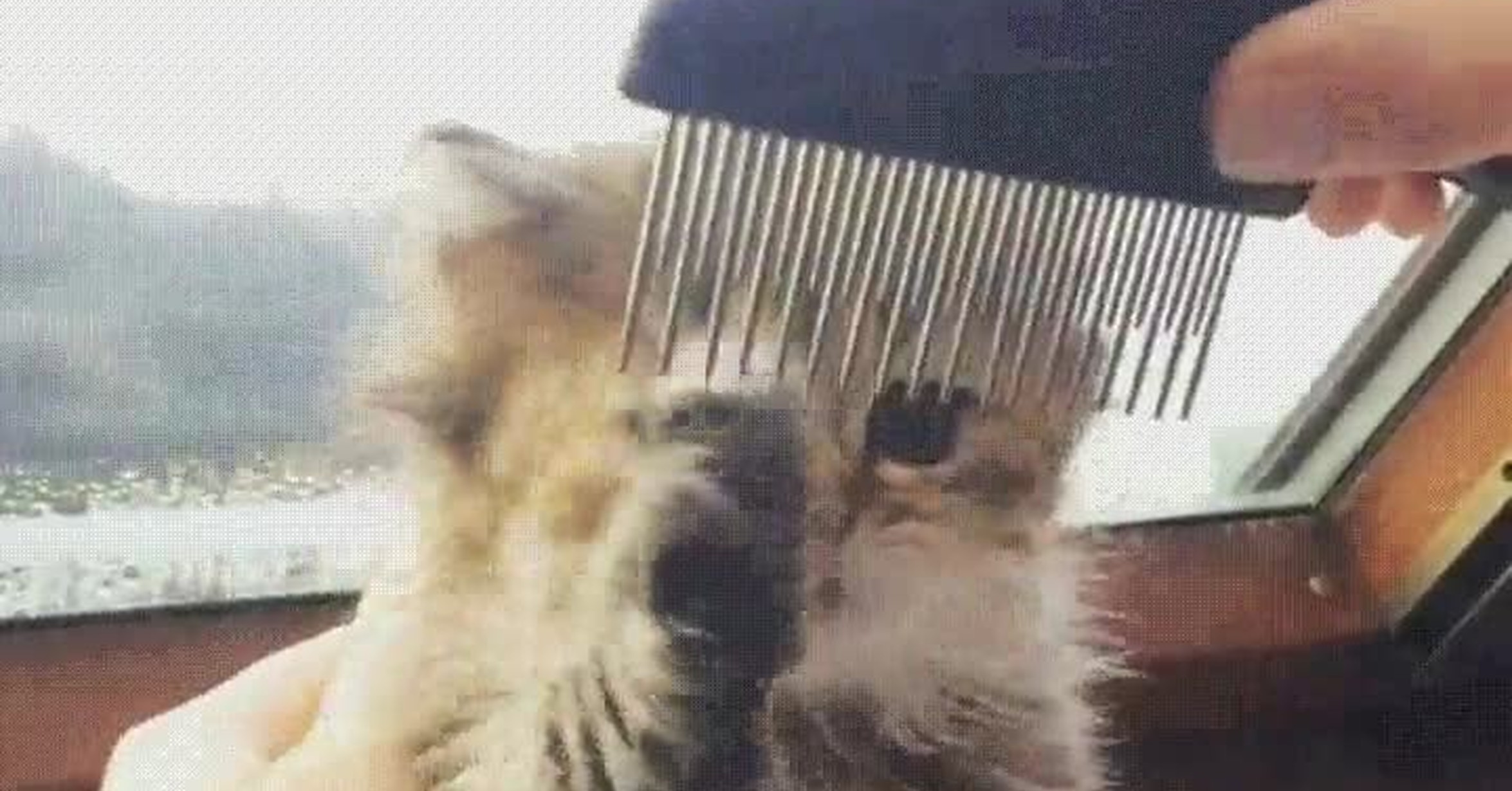 ¡Vaya GIF! / Oh mira, un nuevo juguete