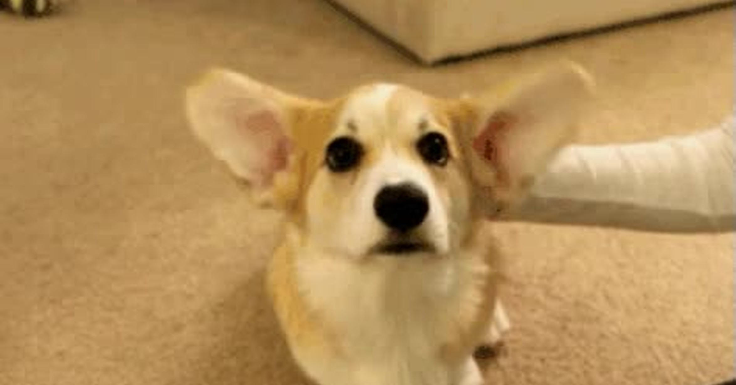 ¡Vaya GIF! / Si lo intenta con más ganas sería capaz de volar