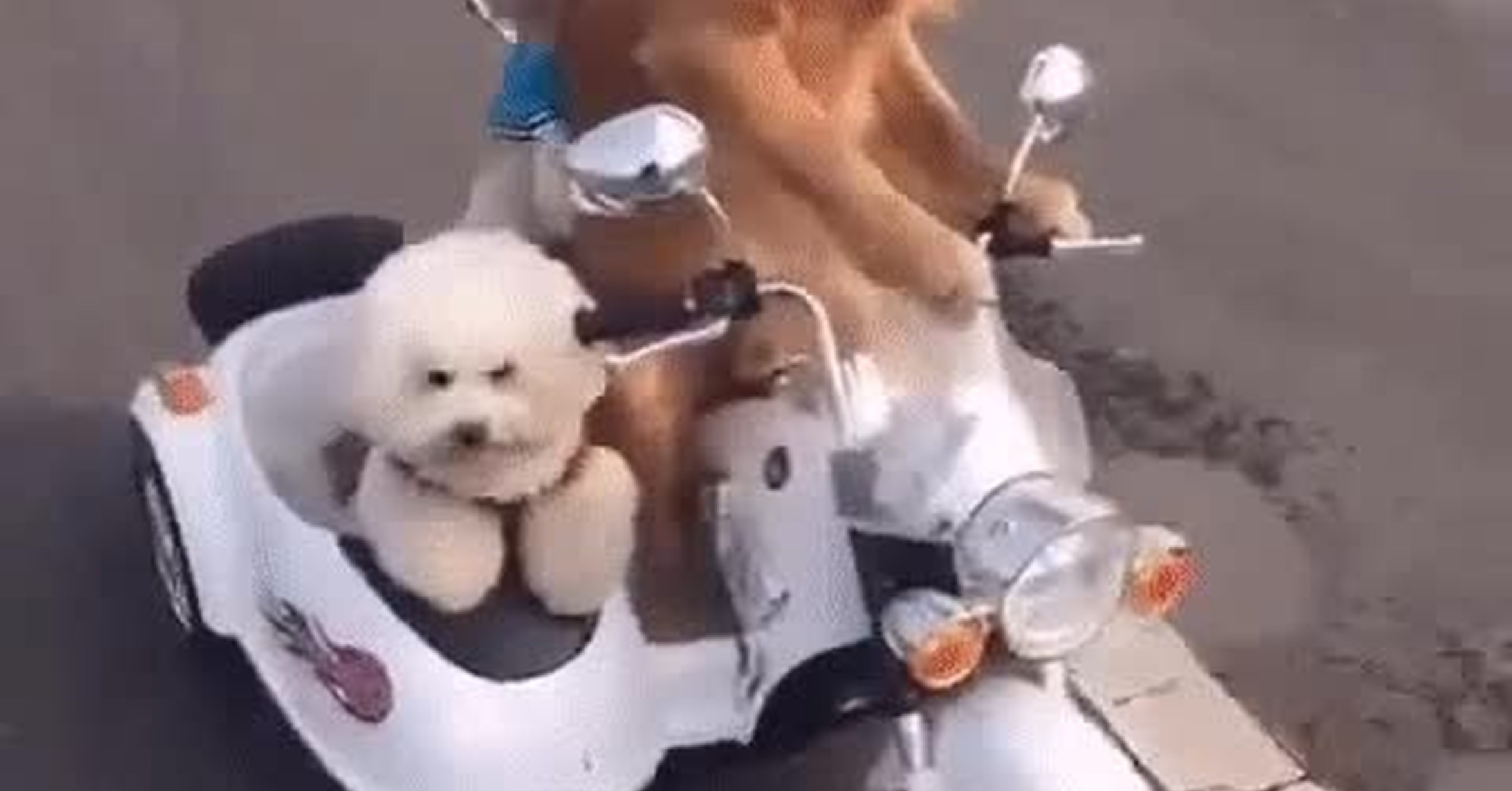 ¡Vaya GIF! / Cuando tu perro decide salir a pasar un finde loco con los ...
