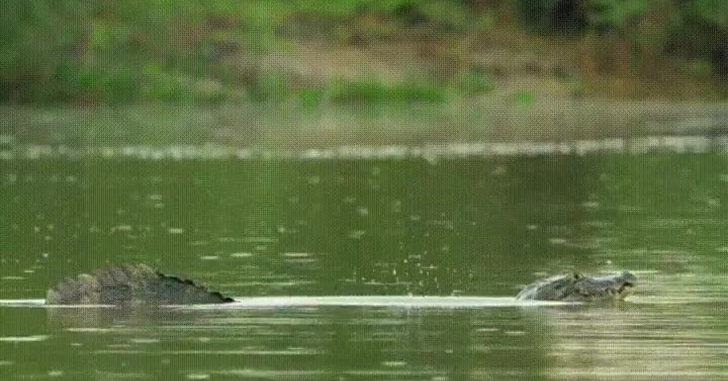 ¡Vaya GIF! / Cocodrilo haciendo cosas sospechosas debajo del agua