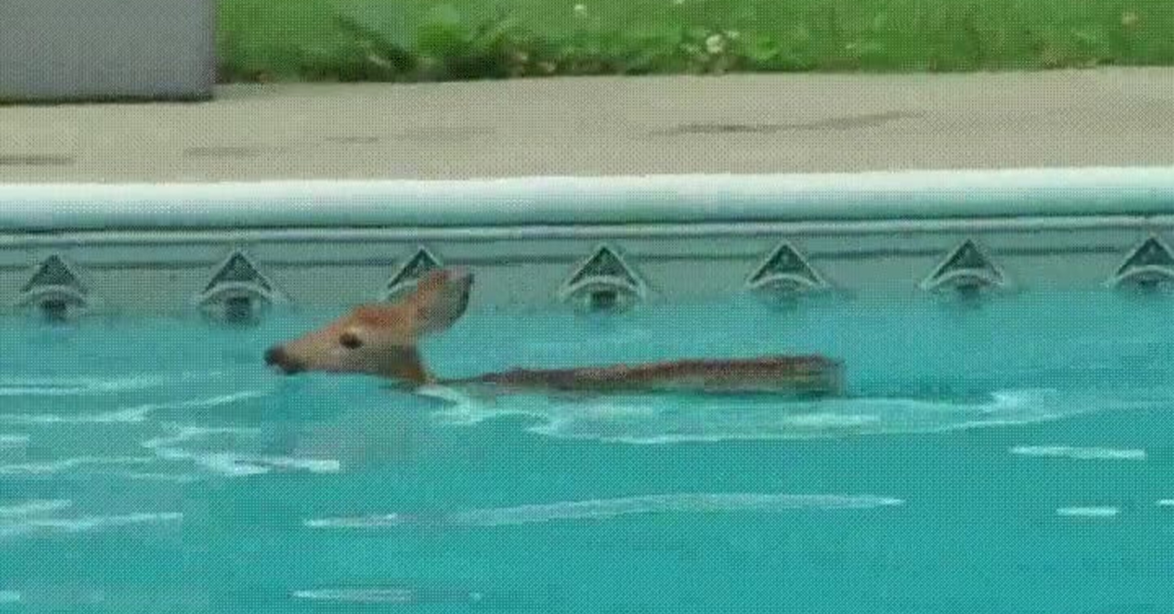 ¡Vaya GIF! / Lo que hacen los ciervos que se han cansado de los memes ...