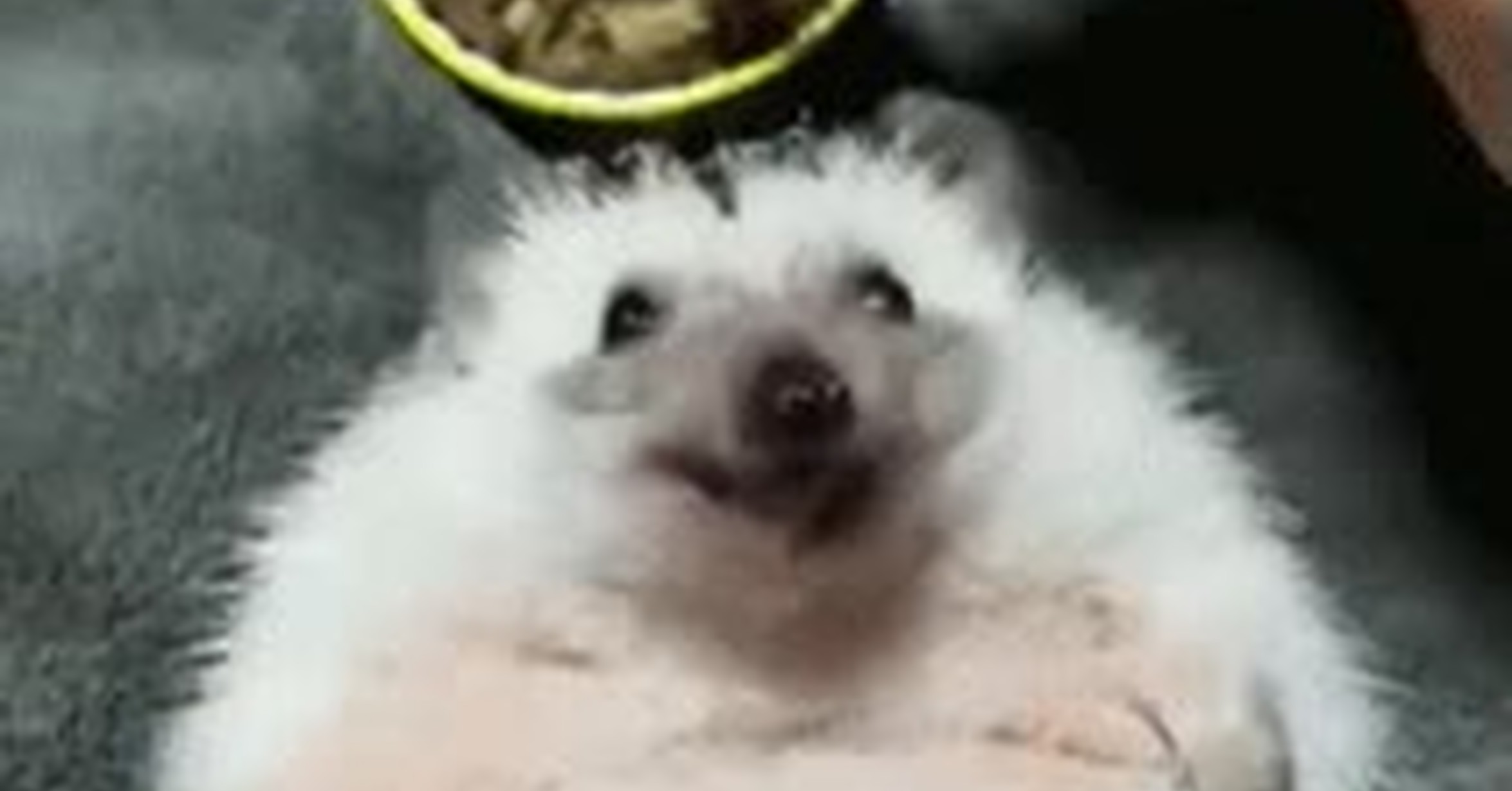 ¡Vaya GIF! / ¿Y lo cómodo que es que alguien te de de comer?