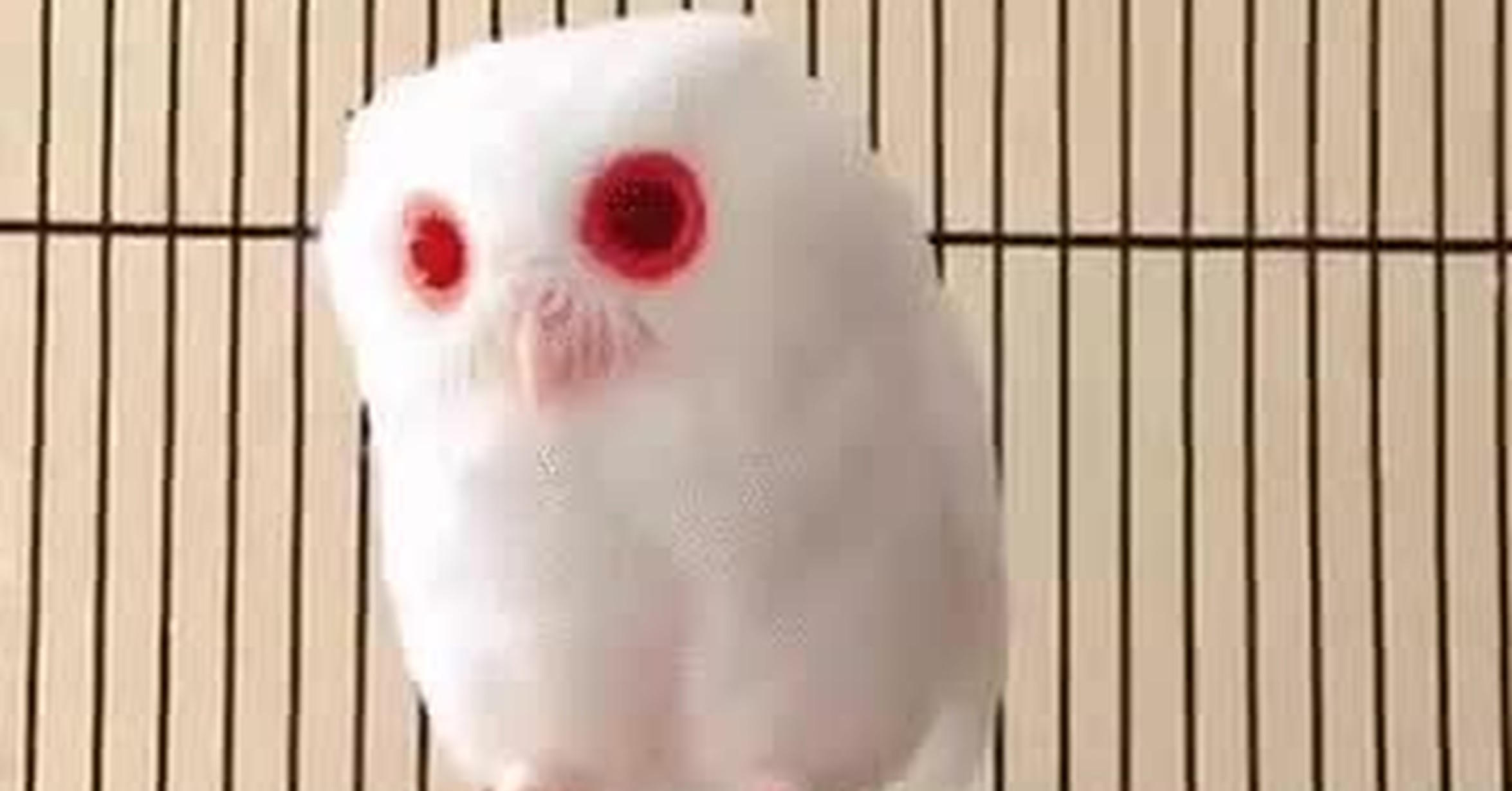 ¡Vaya GIF! / Búho albino, pocas veces habrás visto algo así