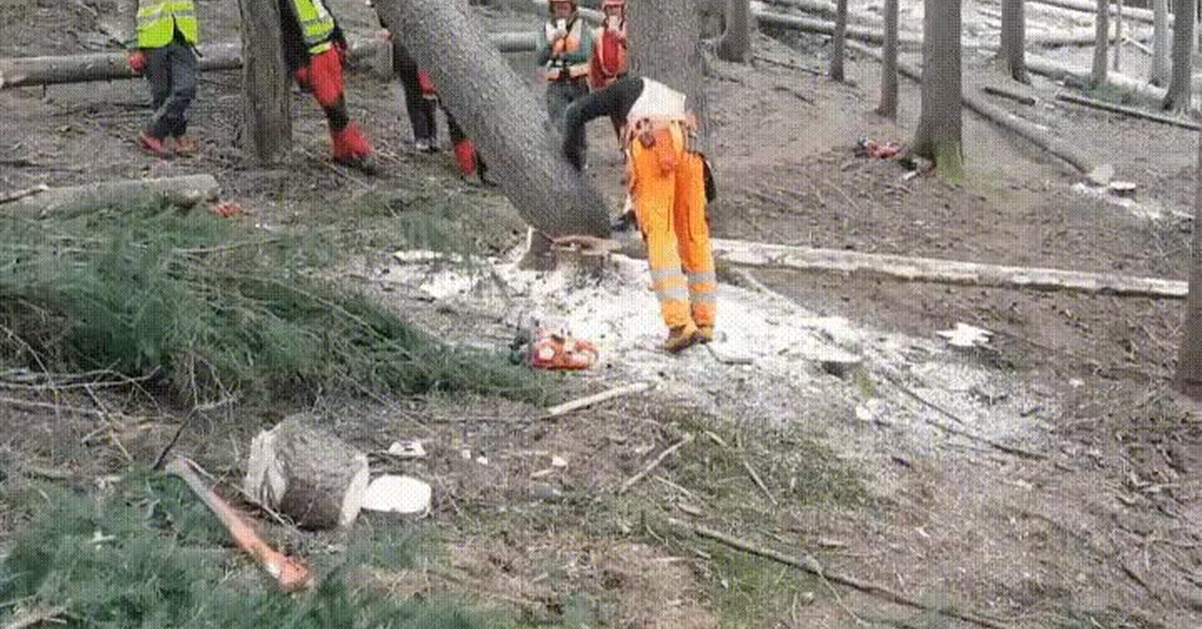¡Vaya GIF! / Así talan árboles los profesionales. Ningún tipo de riesgo
