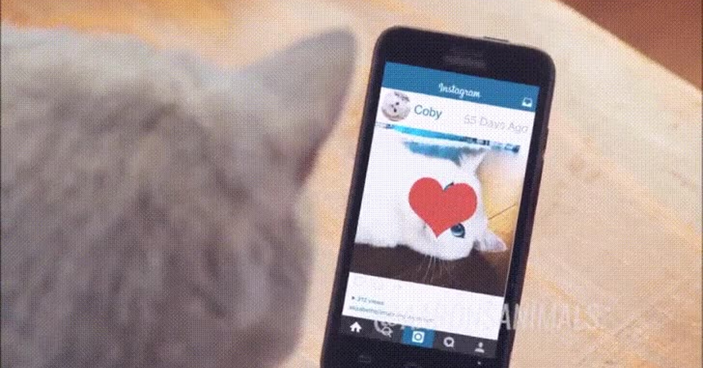 ¡Vaya GIF! / Los gatos también utilizan aplicaciones para ligar