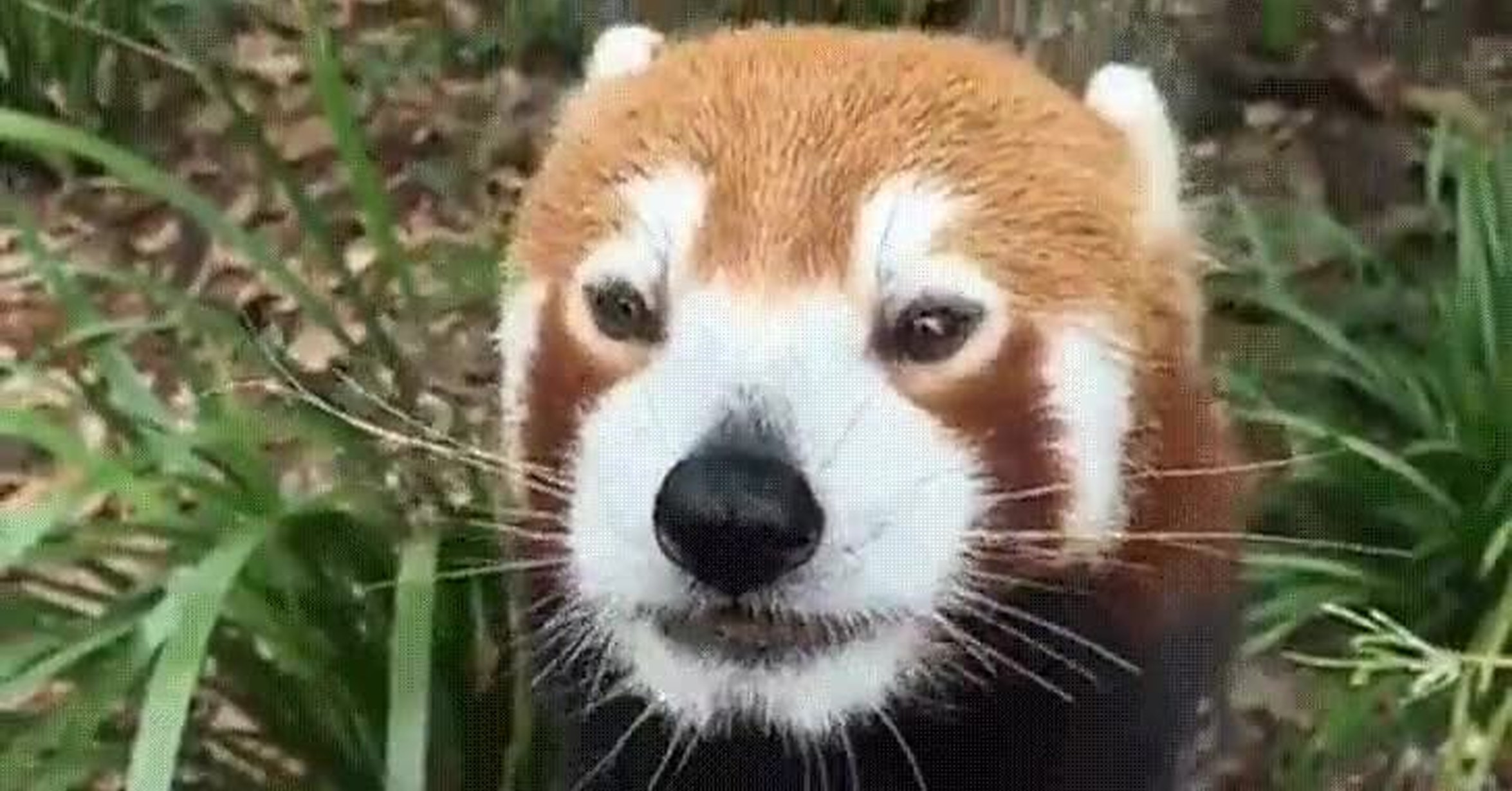 ¡Vaya GIF! / Nada más adorable que un panda rojo comiendo uvas
