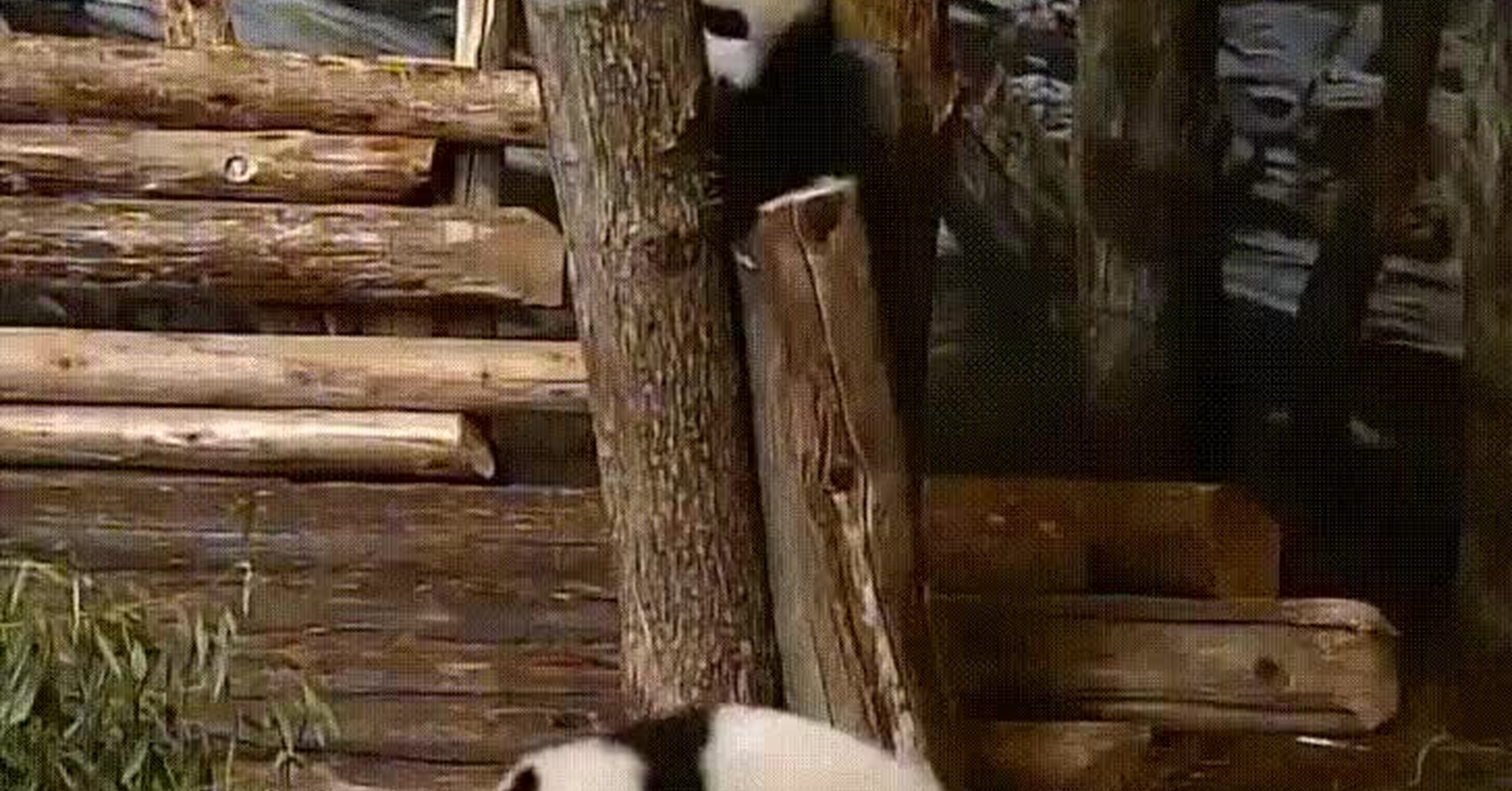 ¡Vaya GIF! / Los pandas son la mayor amenaza para sí mismos