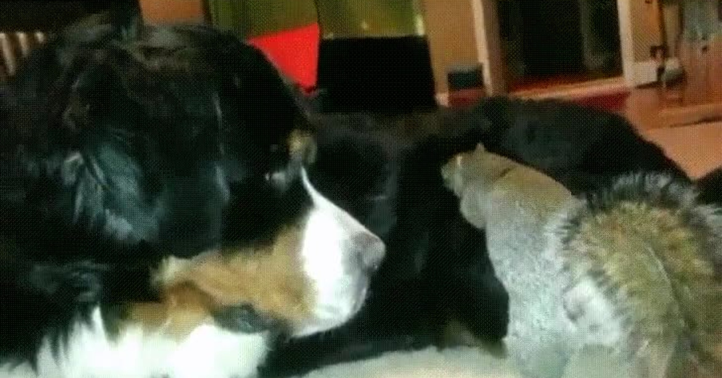 ¡Vaya GIF! / Ardilla intentando esconder una nuez dentro de un perro