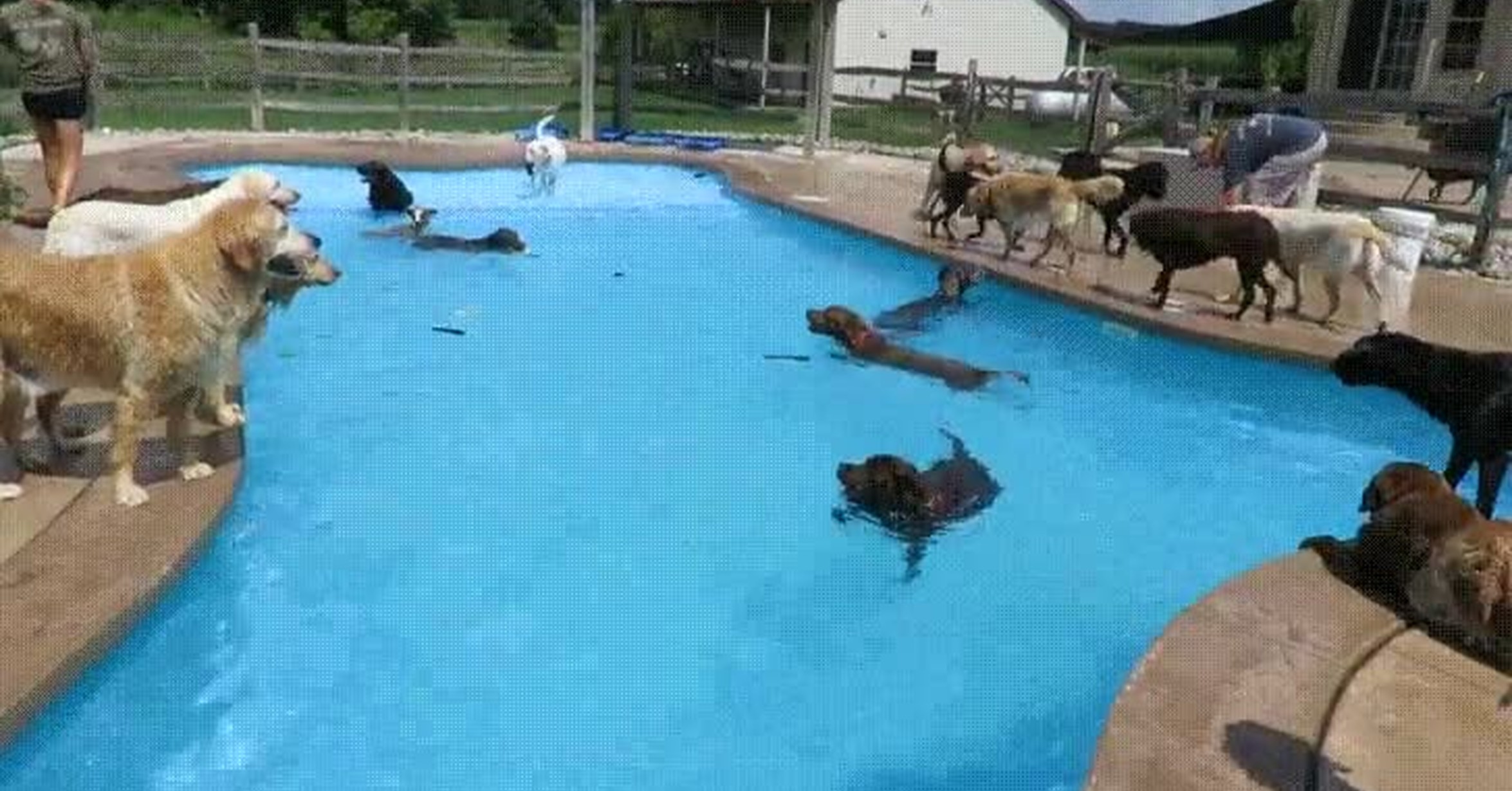 ¡Vaya GIF! / Perros que también organizan fiestas en la piscina