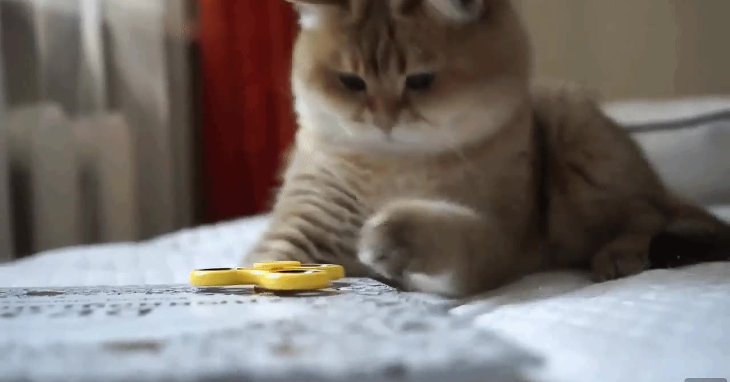¡Vaya GIF! / Gato alucinando con el funcionamiento de un fidget spinner