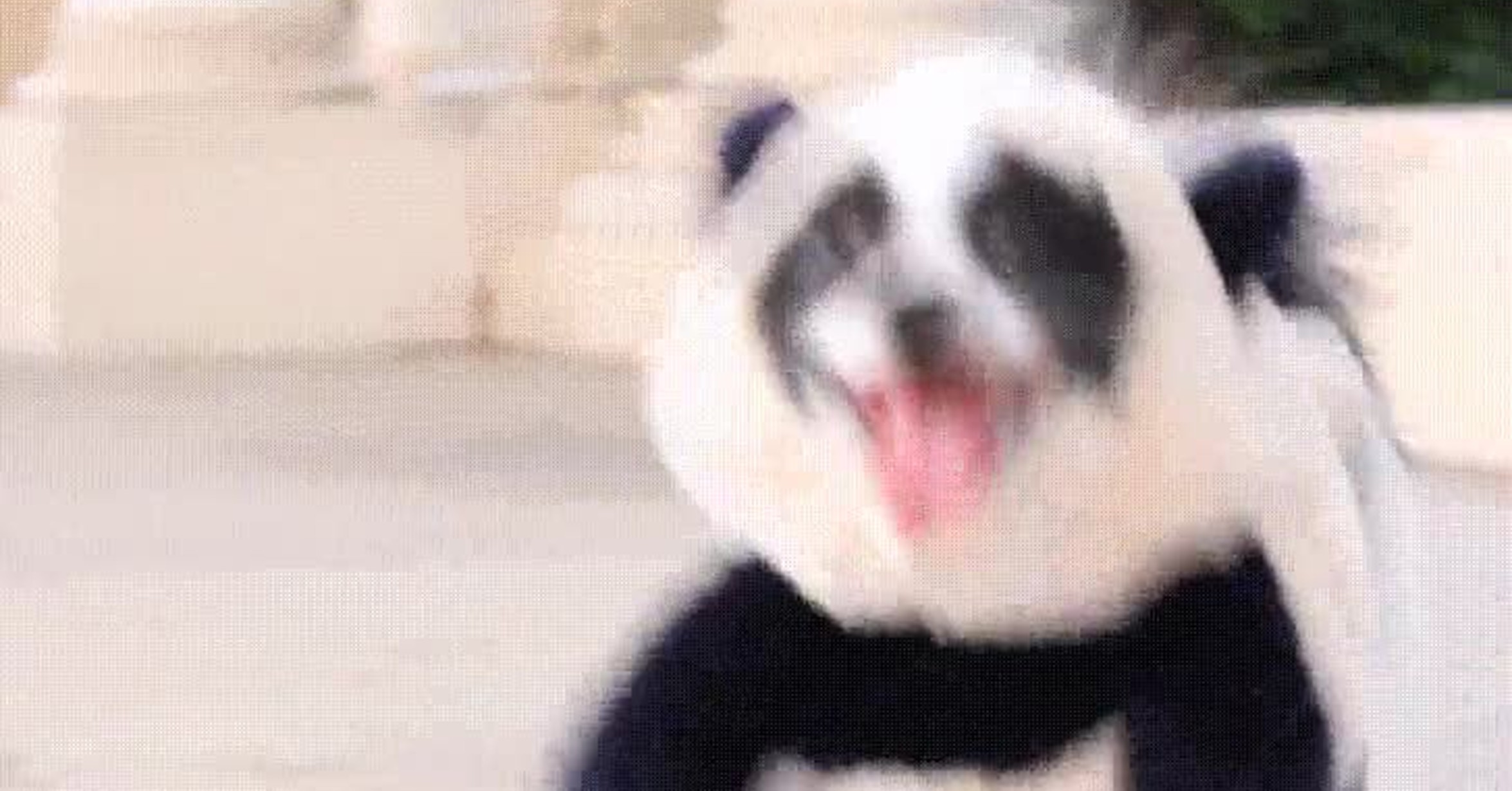 ¡Vaya GIF! / El resultado de una mezcla entre un perro y un oso panda