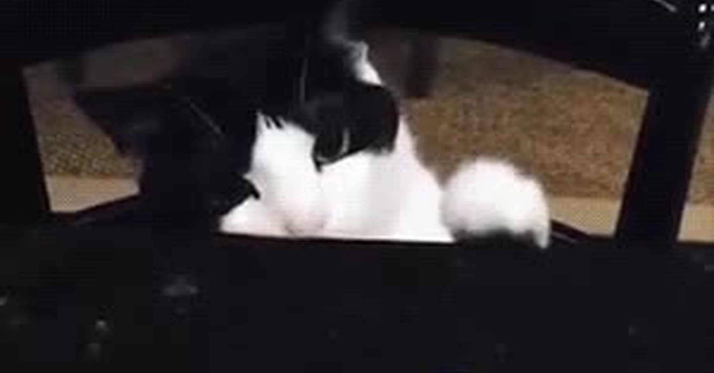 ¡Vaya GIF! / La sutileza de un gato robando un trozo de comida encima ...