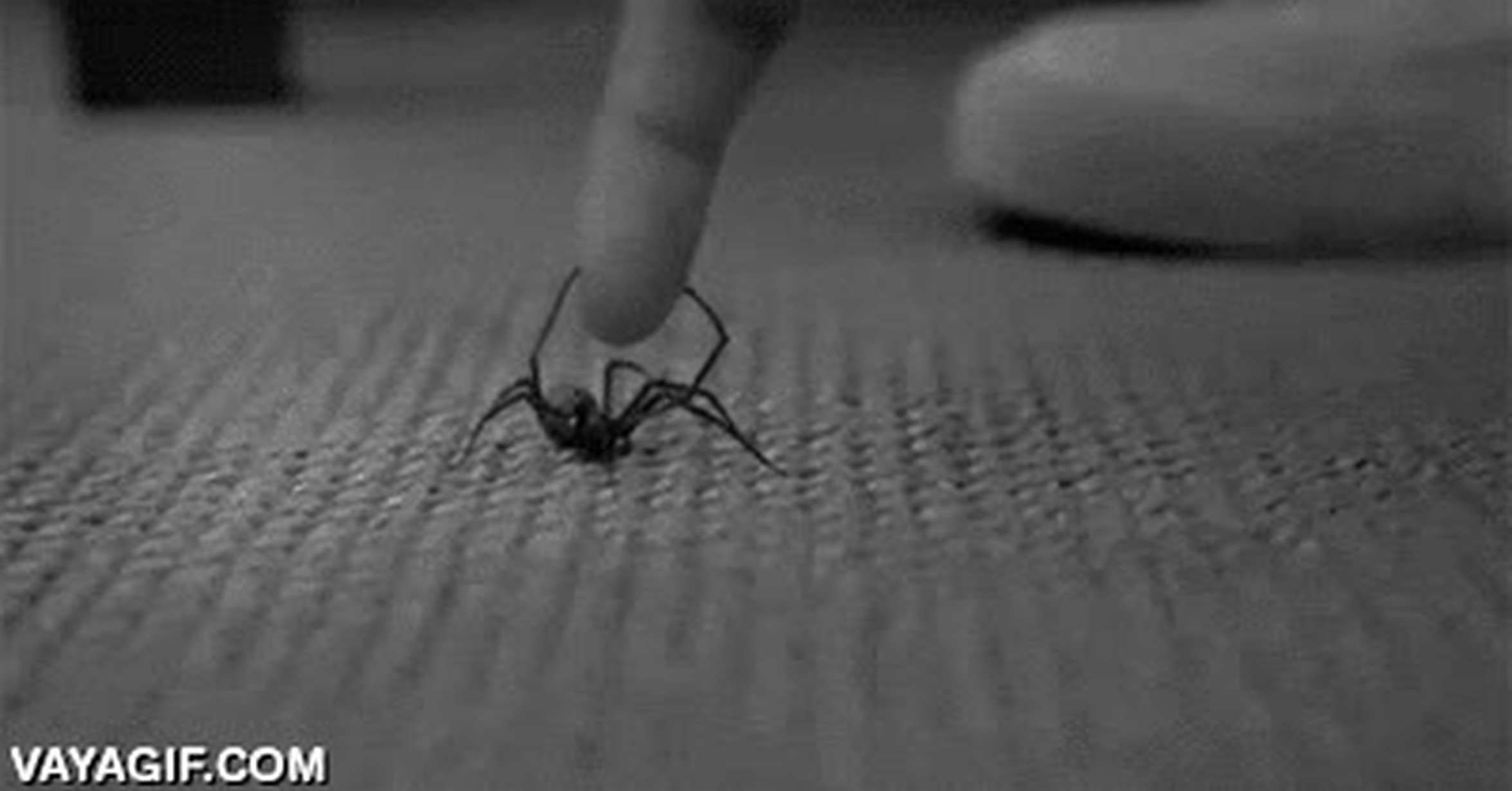 ¡Vaya GIF! / Lo que te imaginas que pasará cuando ves una araña en tu ...