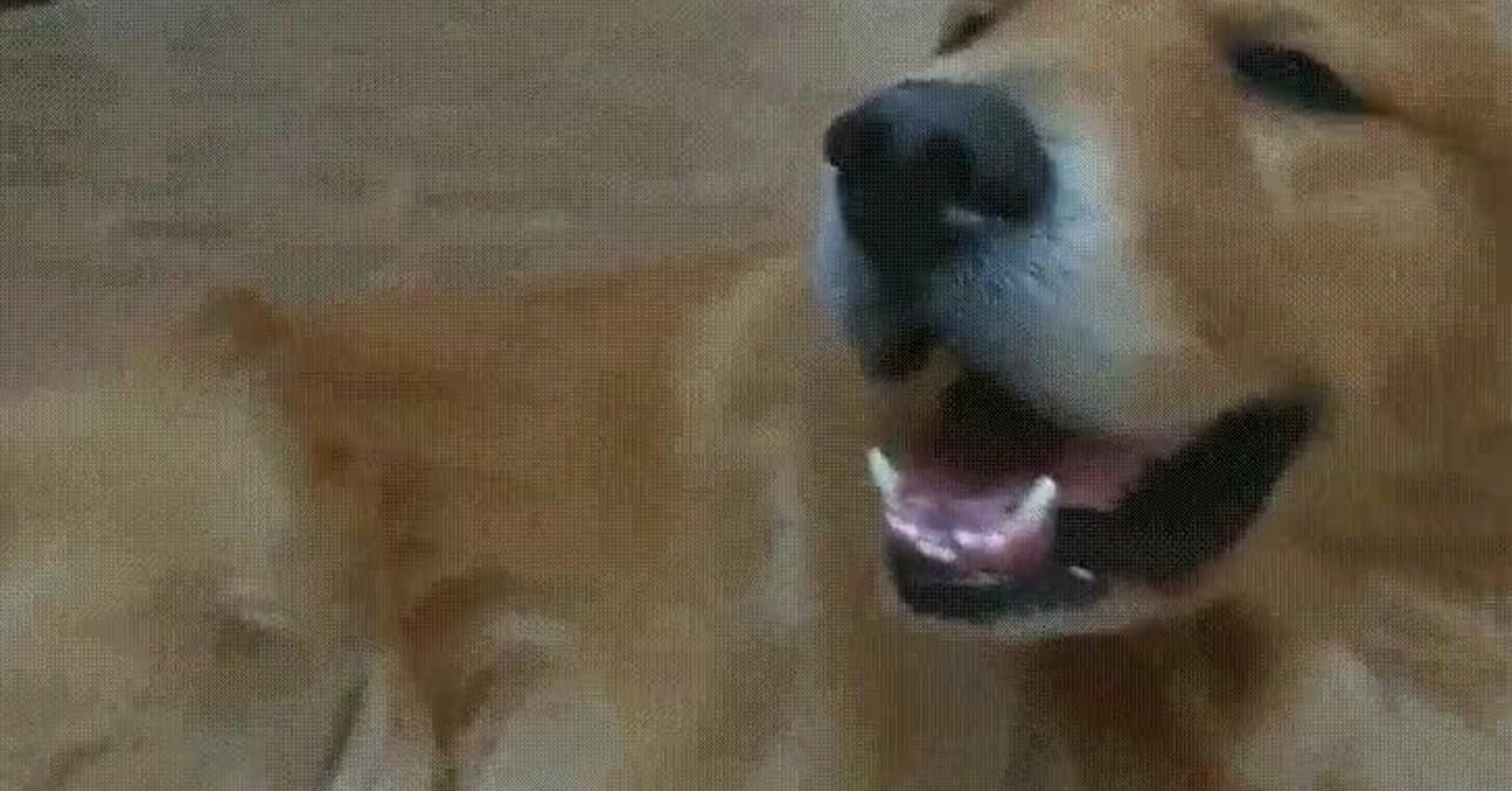 ¡Vaya GIF! / ¿Quién te ha dicho que puedes parar?