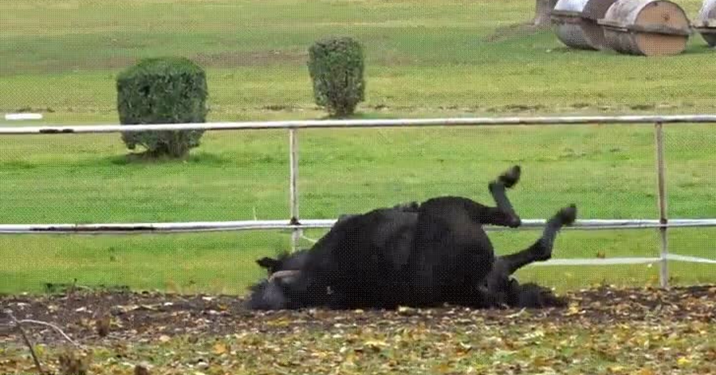 ¡Vaya GIF! / El típico domingo de resaca de Bojack Horseman