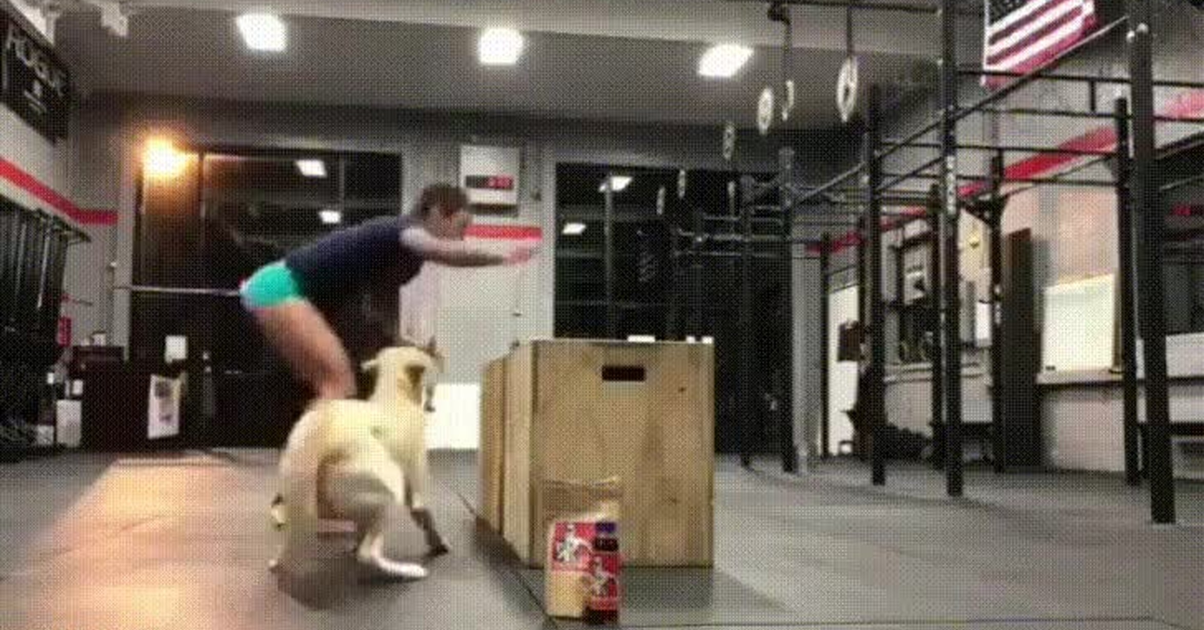 ¡Vaya GIF! / No hay mejor compañero de gimnasio que tu perro