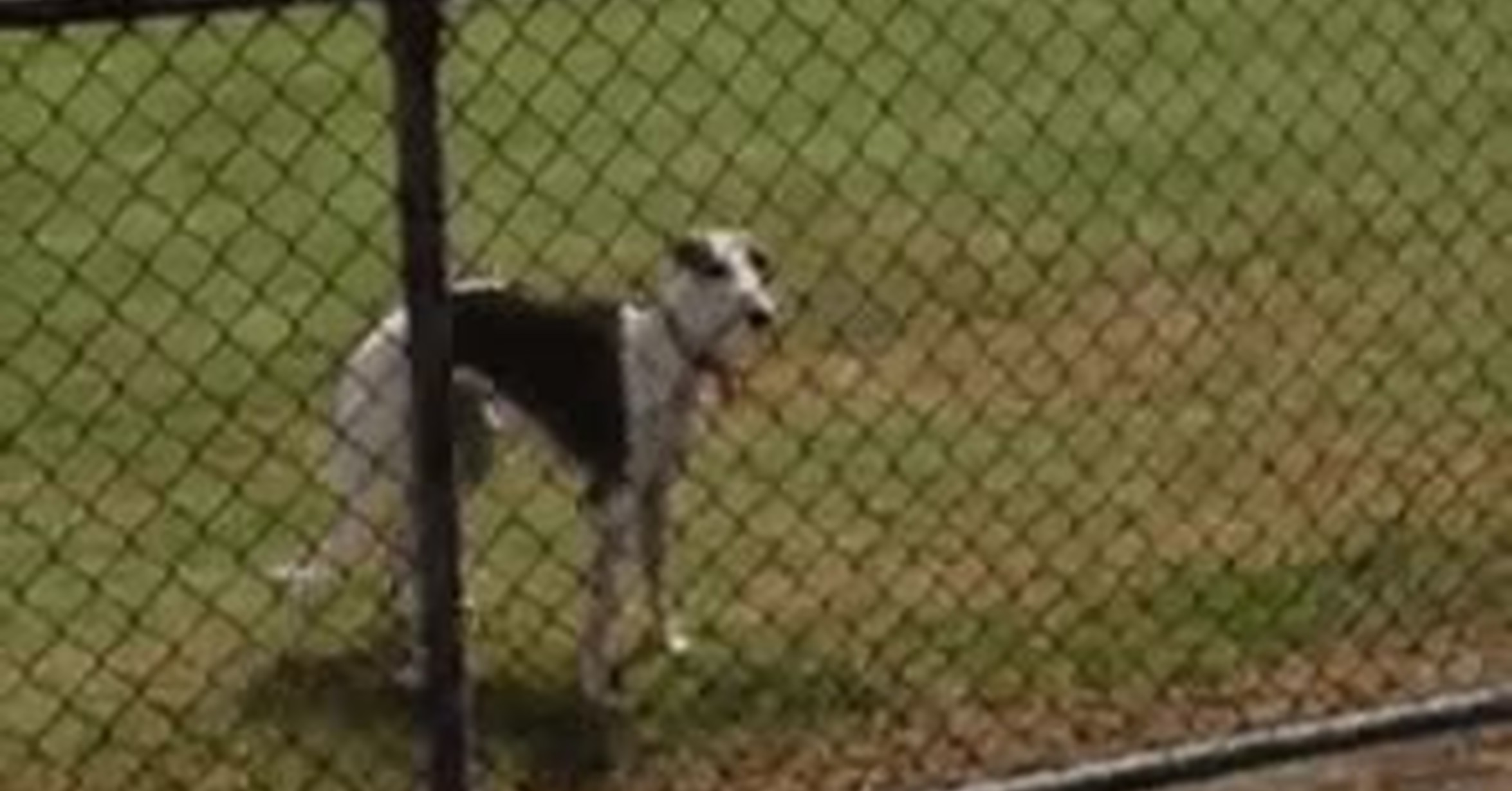 ¡Vaya GIF! / Perros que en otra vida fueron canguros