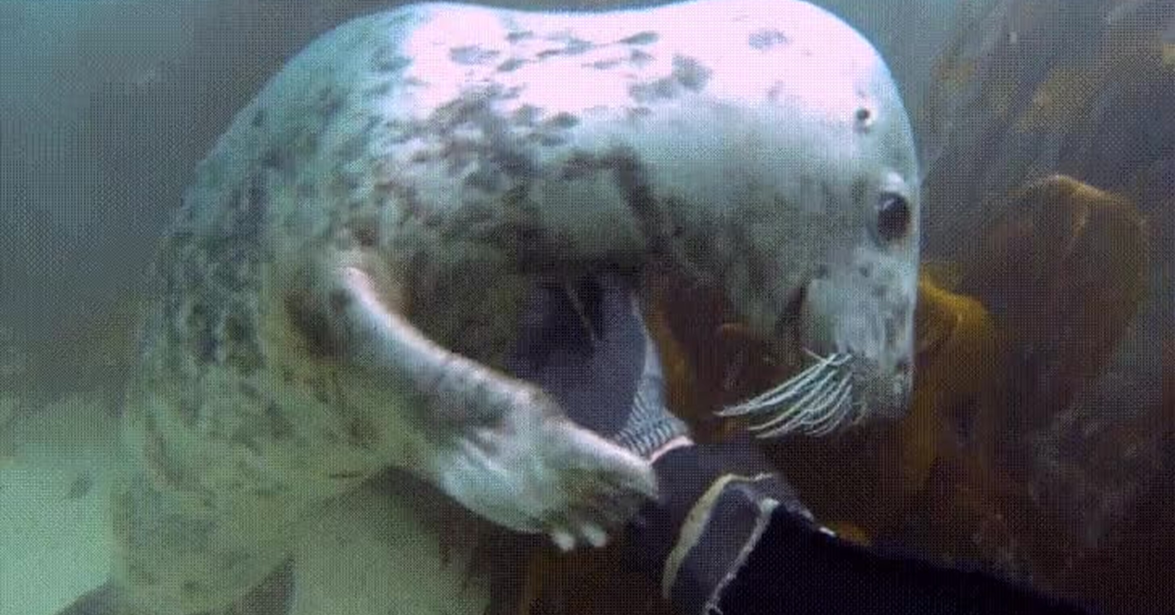 ¡Vaya GIF! / Realmente las focas son como perro sin orejas