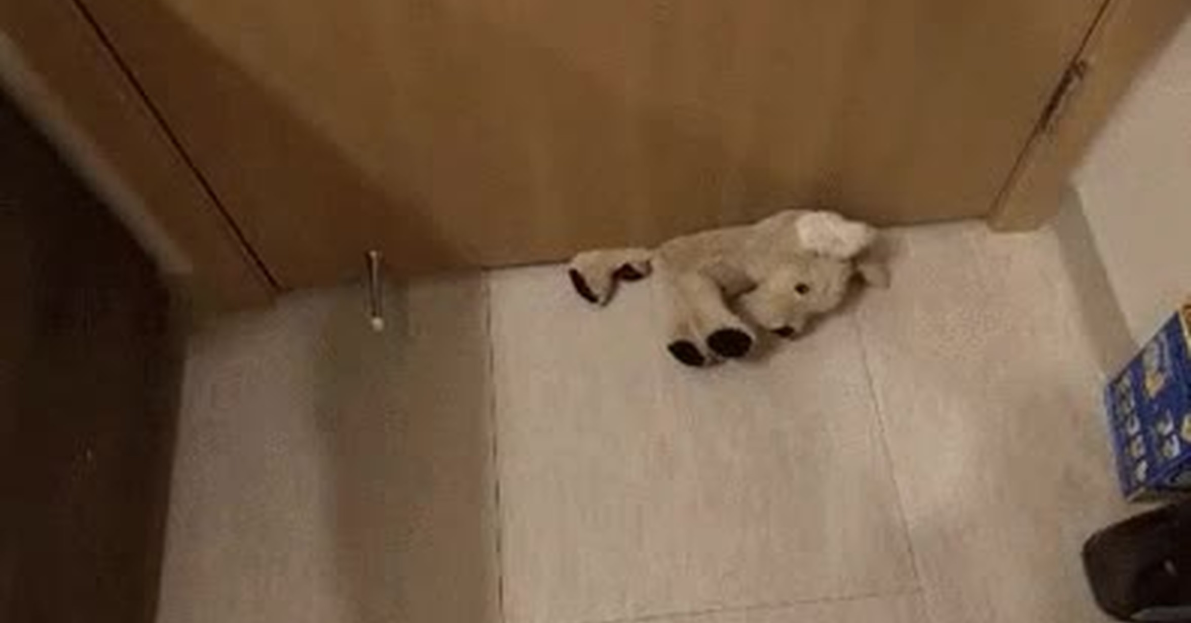 ¡Vaya GIF! / Cuando pillas a tu perro robando en casa