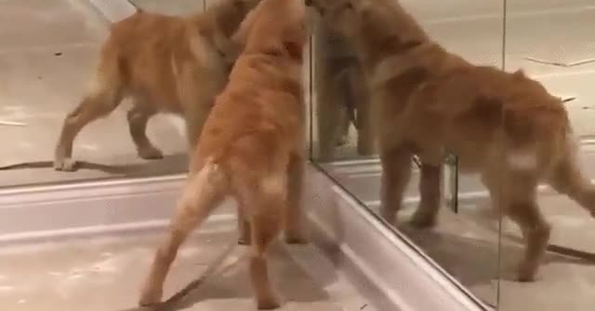 ¡Vaya GIF! / Espejito espejito. ¿Quién es el perro más guapo? ¡Vaya GIF! / Espejito espejito. ¿Quién es el perro más guapo?