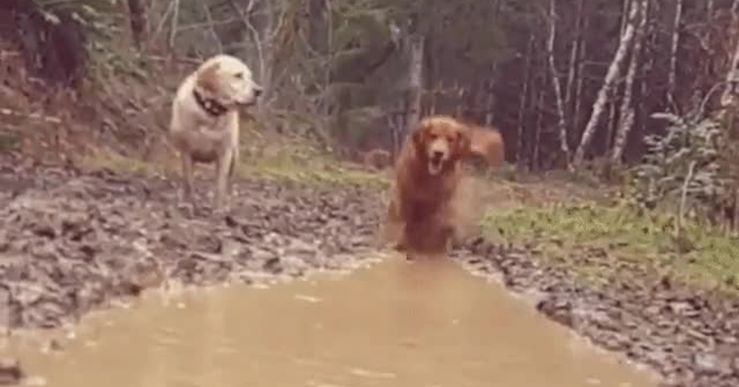 ¡Vaya GIF! / Para un perro un charco de barro es lo mejor del mundo